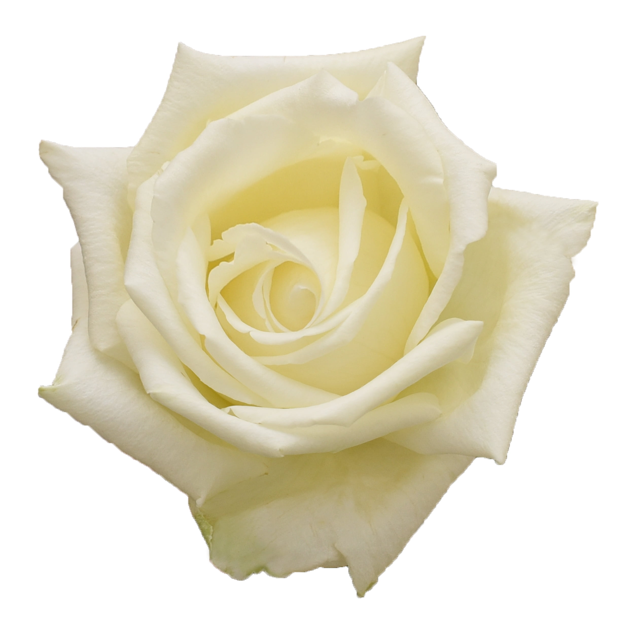 Garden Roses 36 Stems of White Farm Direct Fresh Cut Flowers by ...