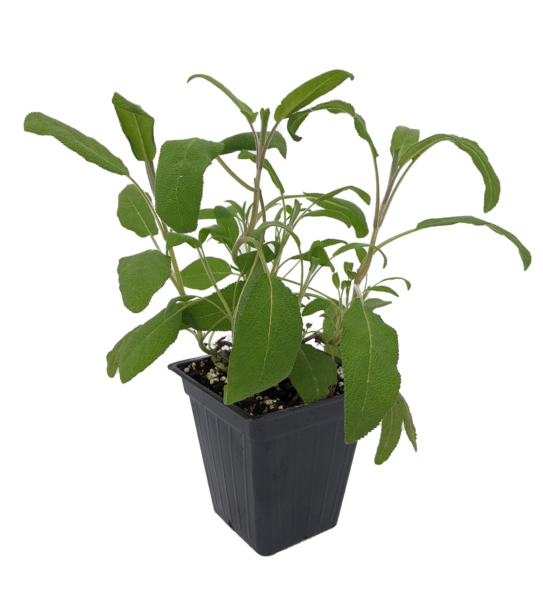 Fresh Garden Sage - Kitchen and Dalmatian Sage - Salvia officinalis - 3 ...