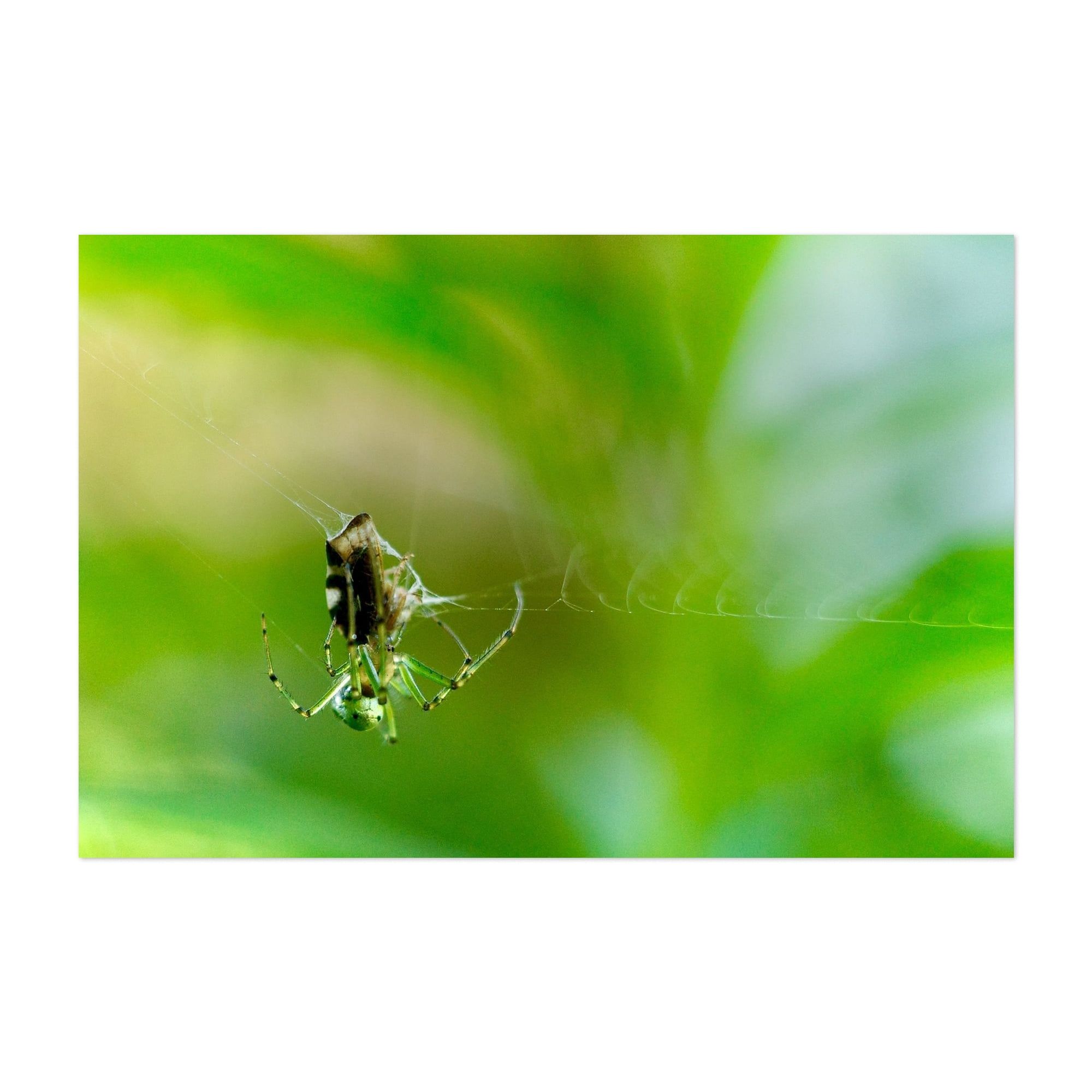 Garden Spider 01 - Scranton Pennsylvania Photography Unframed Wall Art ...