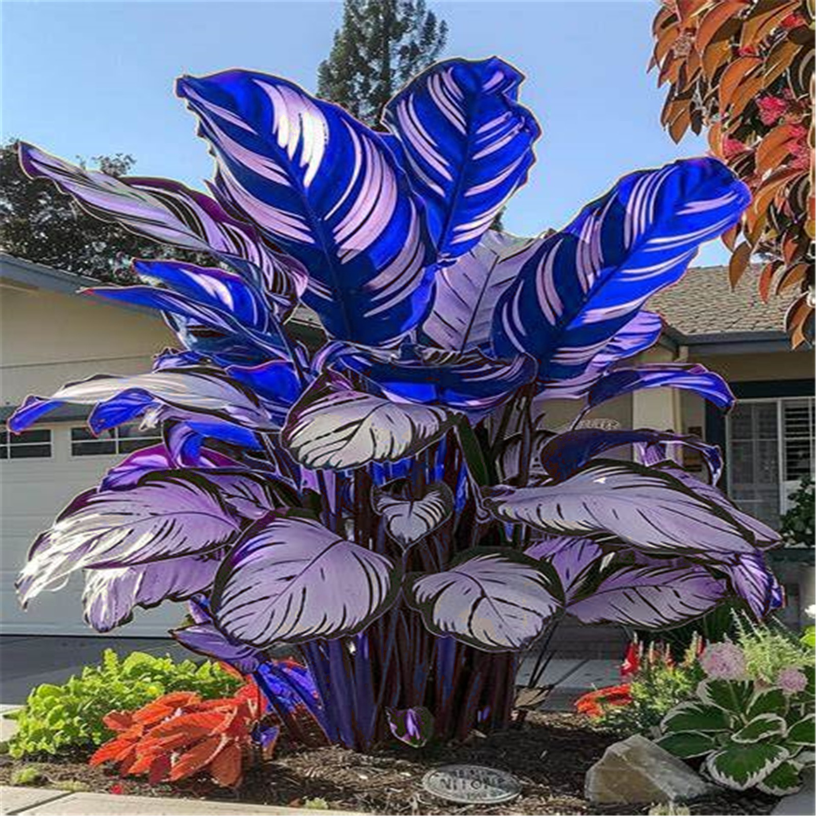 Garden Stakes, Corners Garden/Elephant ears Bulbs/Simple to Grow ...