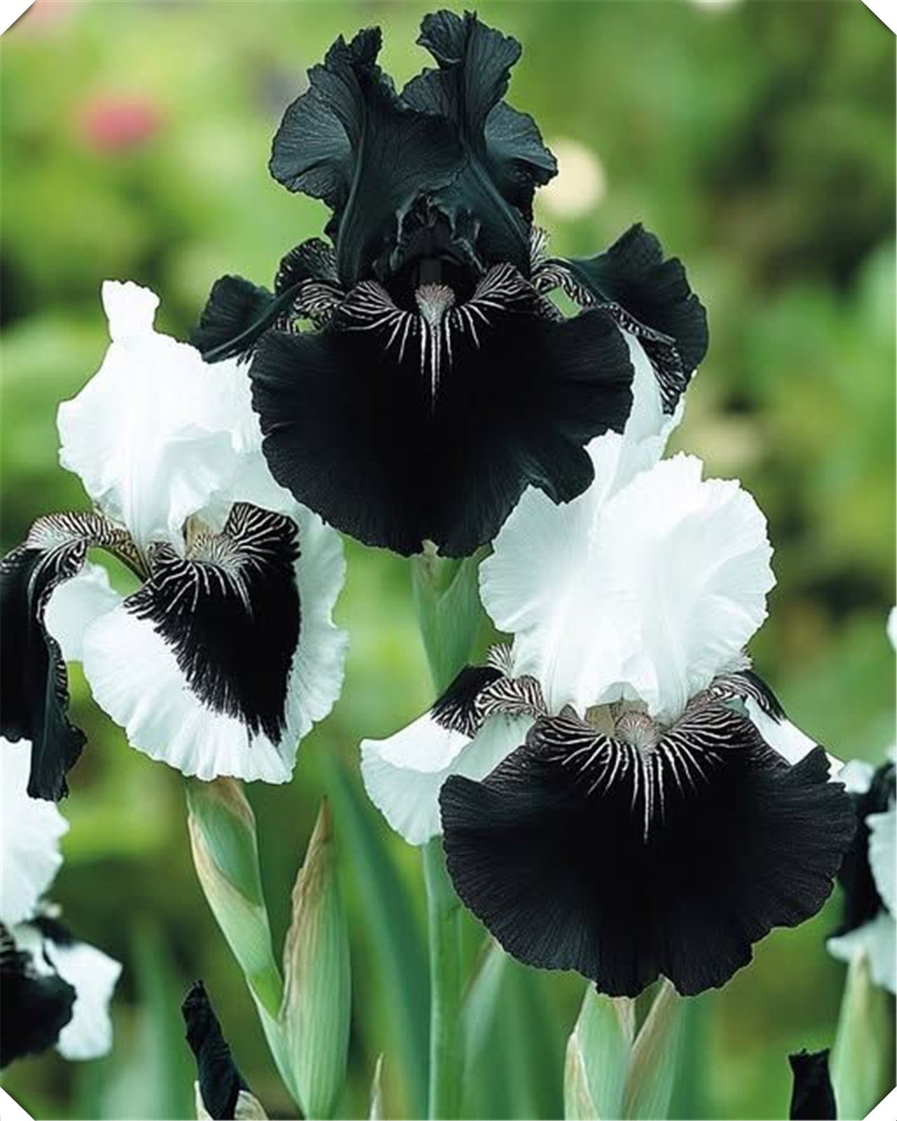 Garden Stakes, Iris Bulbs/Professional Planting, Perfect for Borders ...