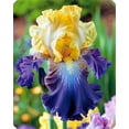 Garden Stakes, Iris Bulbs/Professional Planting, Perfect for Borders ...