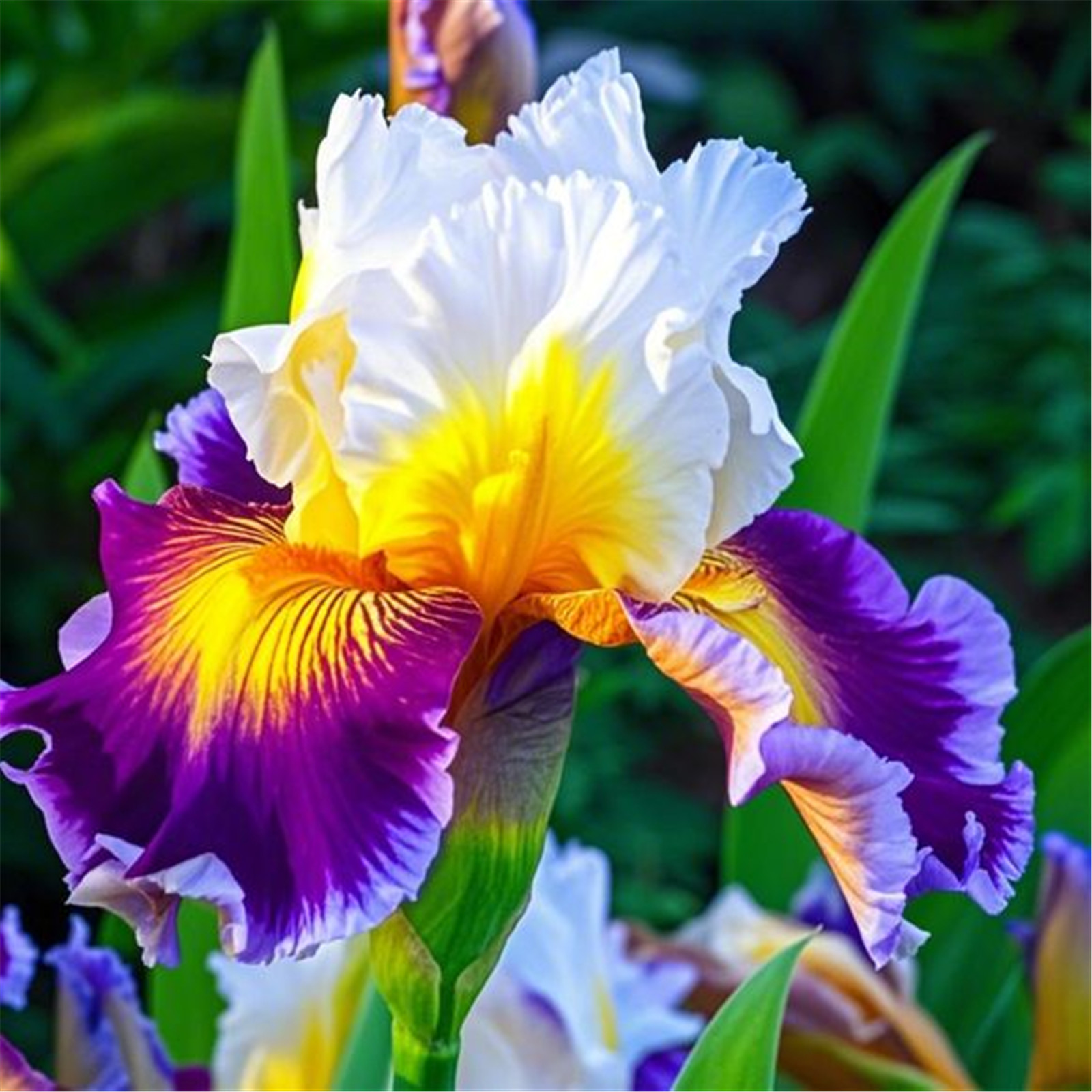 Garden Stakes, Iris Plants/Professional Planting, Perfect for Borders ...