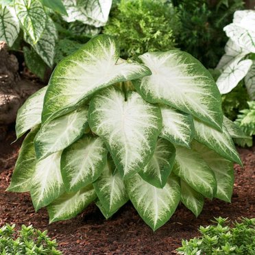 Blue Buddha Farm: Caladium Red Mix (All Red Varieties)-12 Bulbs - Easy ...