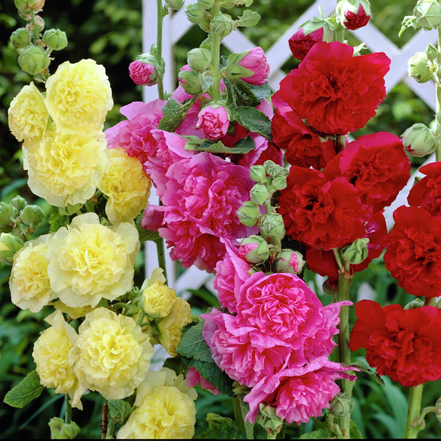 Garden State Bulb Alcea Rosea Hollyhock Mixed 2CT - Walmart.com