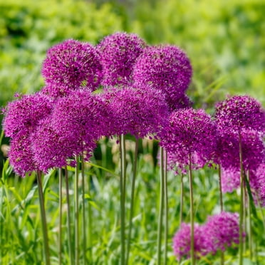 5 Dark Purple Allium Bulbs - Blooming Onion, Perennial Garden Flower ...