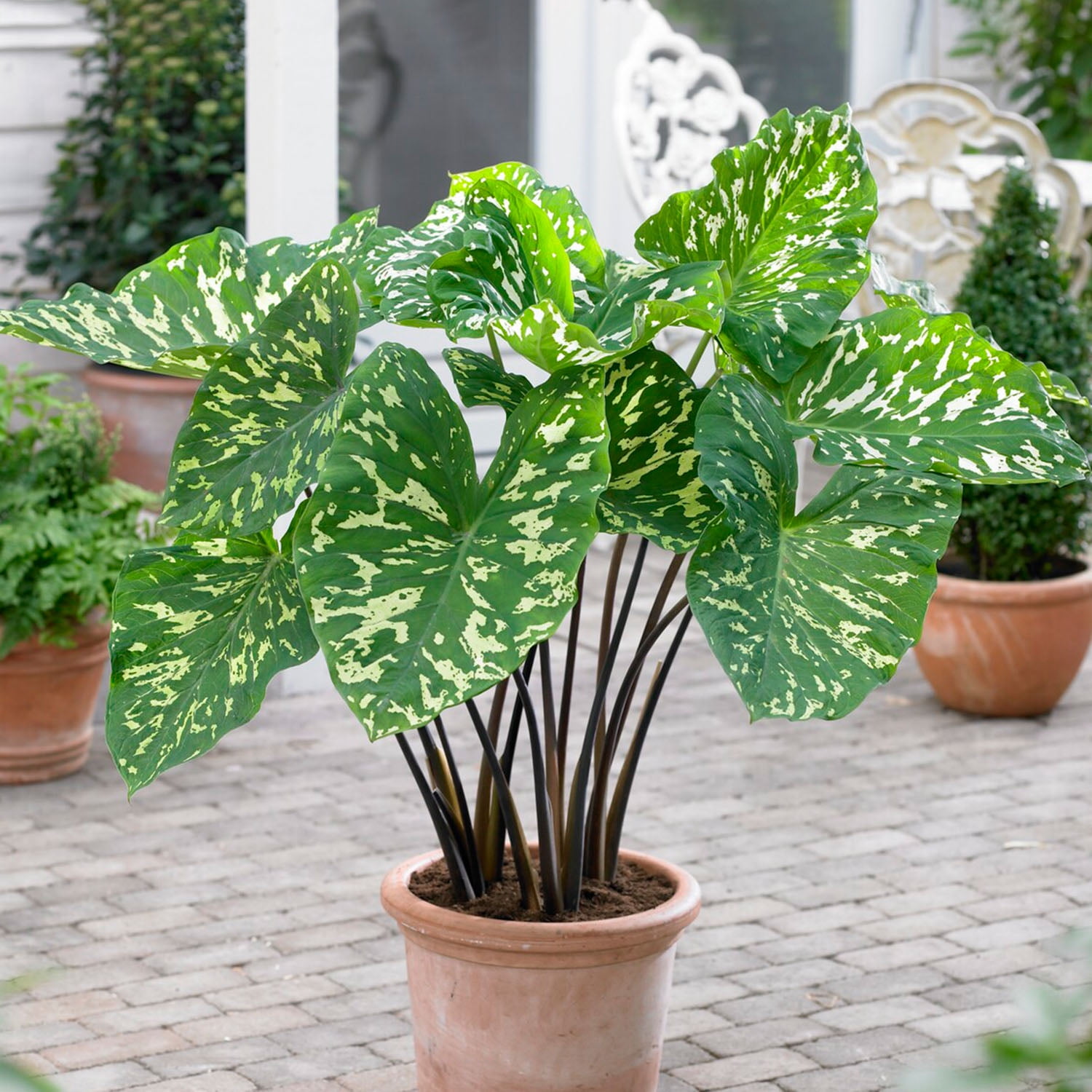 Garden State Bulb Alocasia Hilo Beauty Elephant Ear Bulbs, 7/9 inches (Bag of 1) - Walmart.com
