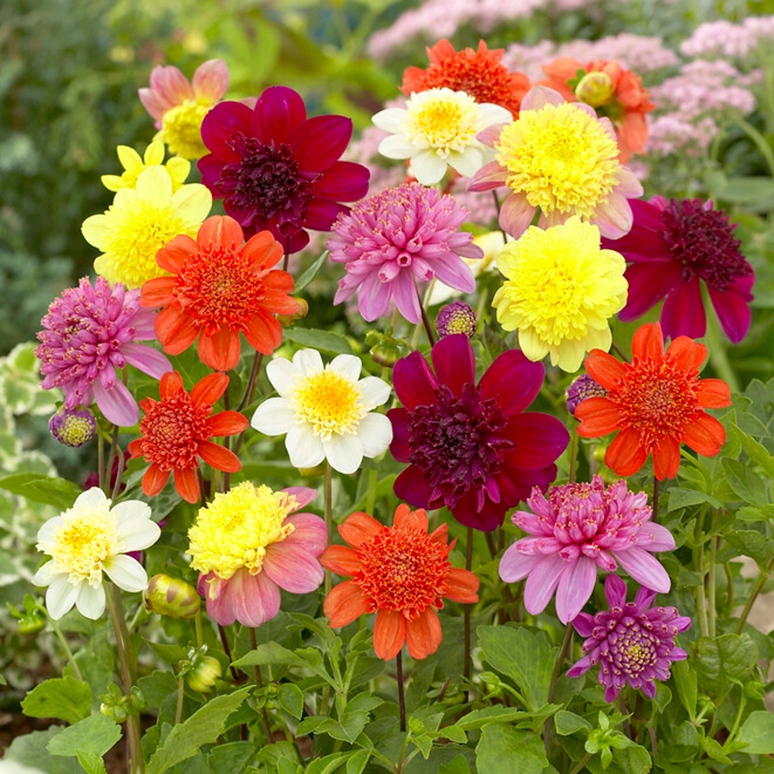 Garden State Bulb Anemone Mixed Dahlia Flower Bulbs, Bare Root Tubers ...