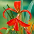 Garden State Bulb Aztec Lily Sprekelia Formosissima Flower Bulbs, 16 ...