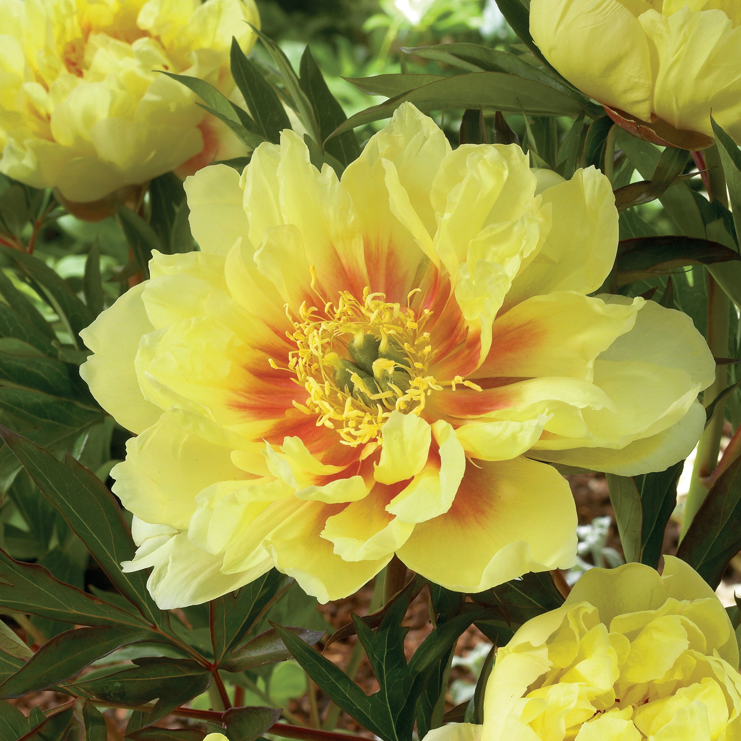 Garden State Bulb Bartzella Itoh Peony, Live Bare Root, Spring Planting ...