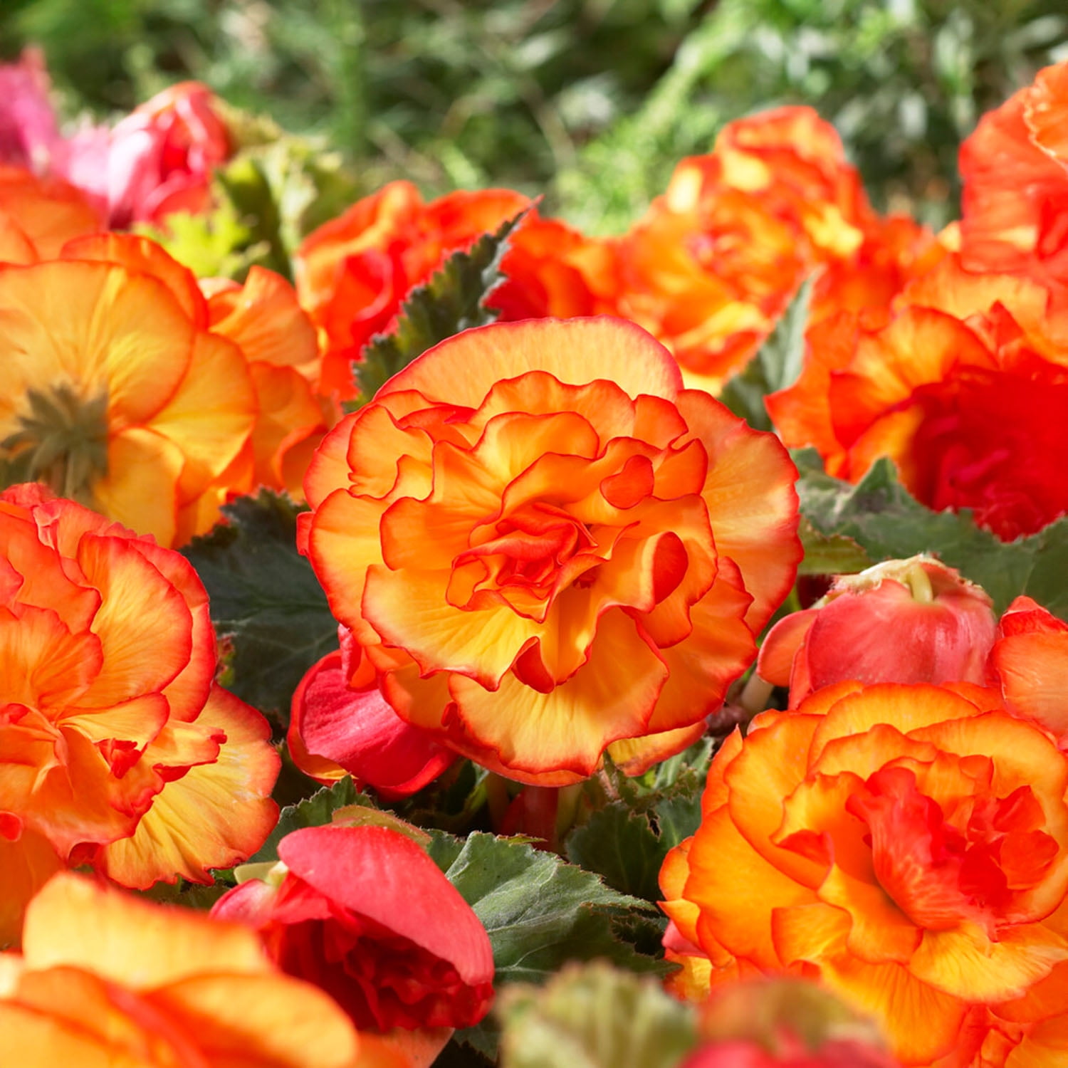Garden State Bulb Begonia Picotee Sunburst Flower Bulbs, Bare Roots ...