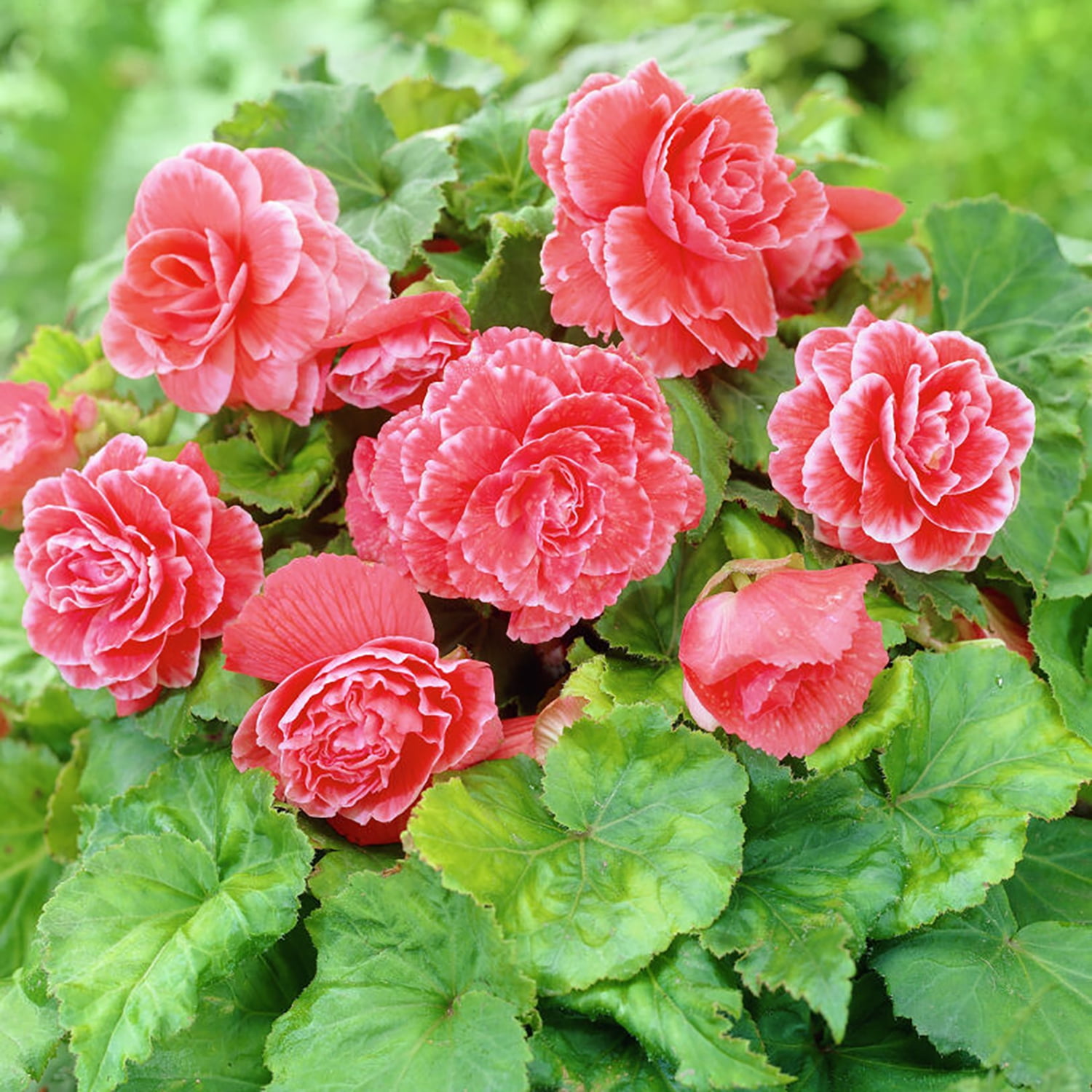 Garden State Bulb Begonia Pink Lace 2CT - Walmart.com