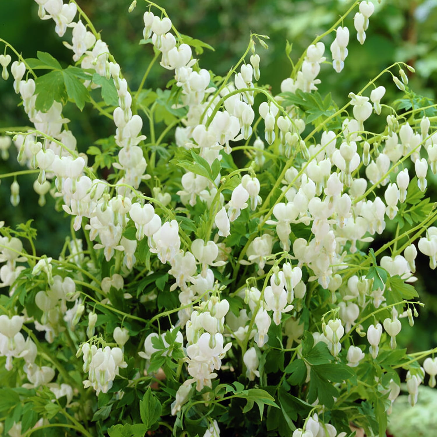 Garden State Bulb Bleeding Heart Alba 2CT - Walmart.com
