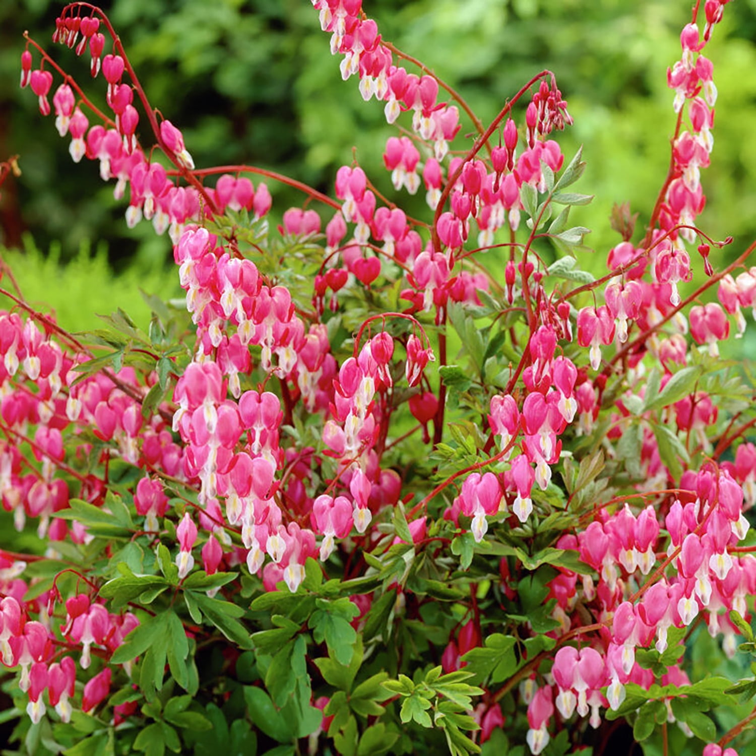 Garden State Bulb Bleeding Heart Pink 2CT - Walmart.com