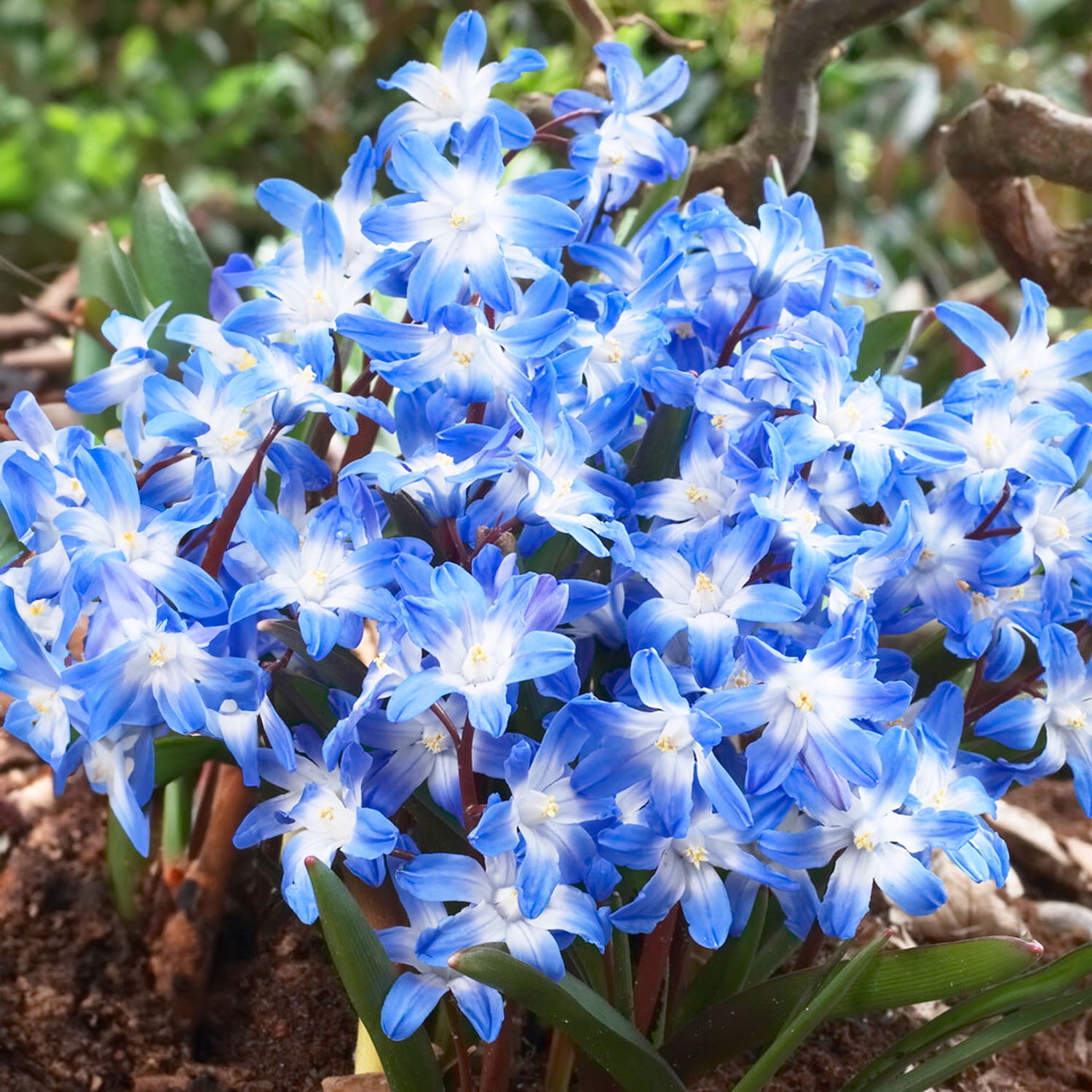 Garden State Bulb Blue Giant Chionodoxa Glory of the Snow Flower Bulbs ...