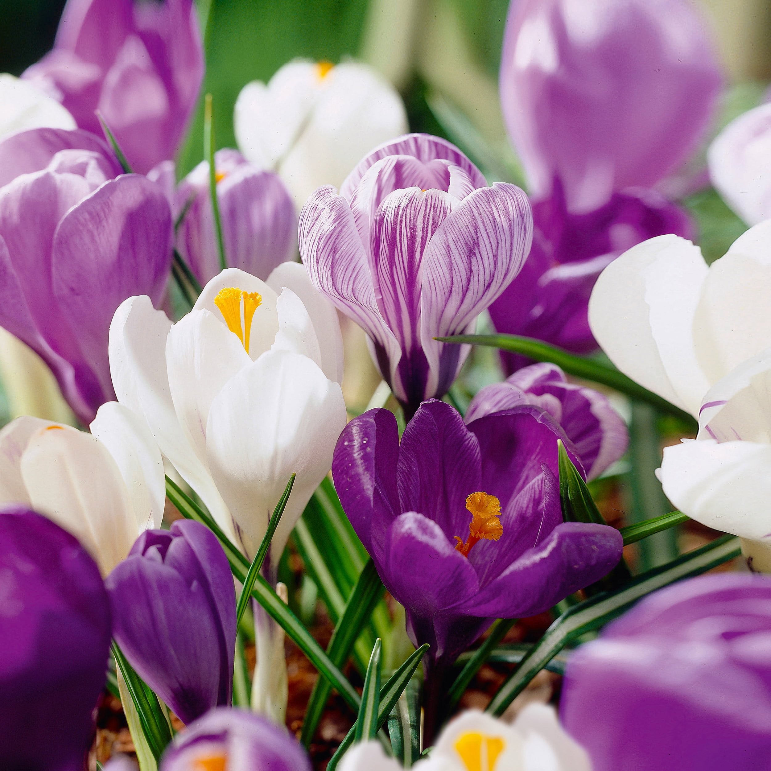 Garden State Bulb Blue Moon Mixed Crocus Flower Bulbs, 8/9cm (Bag of ...