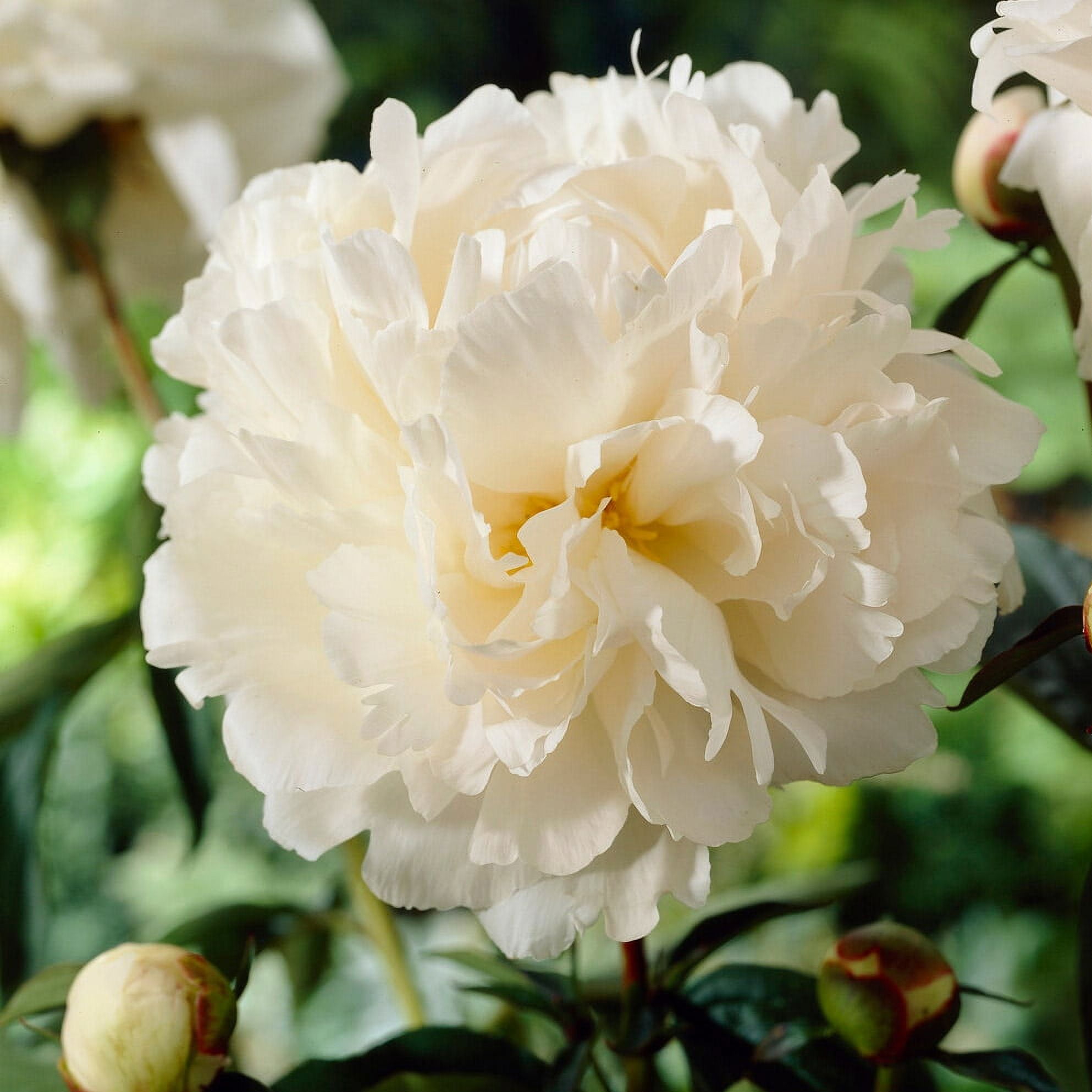 Garden State Bulb Bowl of Cream Peony Flower Bulbs, Bare Root (Bag of 1 ...