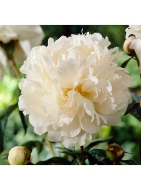 Peony Bulbs in Plant Bulbs - Walmart.com
