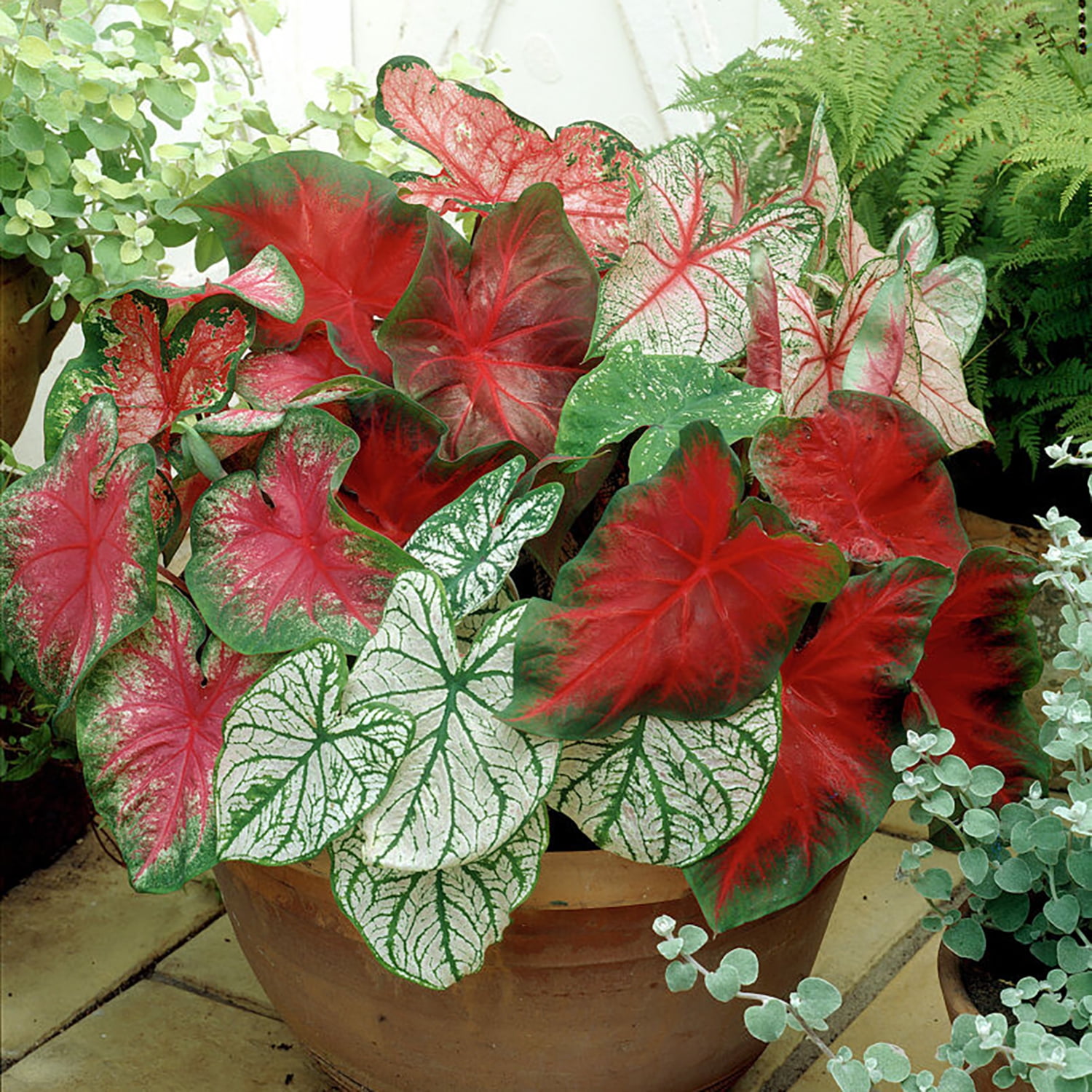 Garden State Bulb Caladium Mixed 3CT - Walmart.com