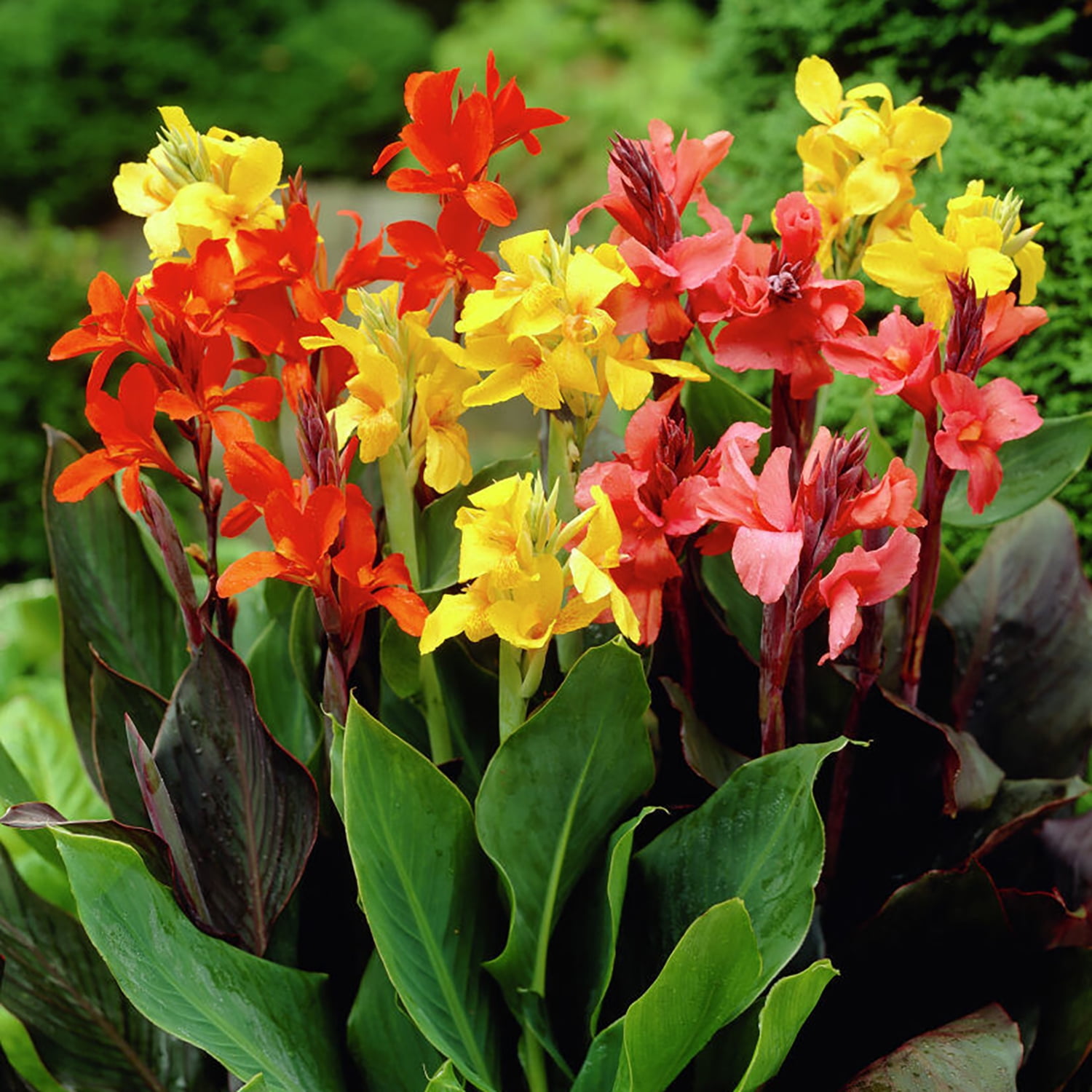 Garden State Bulb Canna Mixed 3CT - Walmart.com