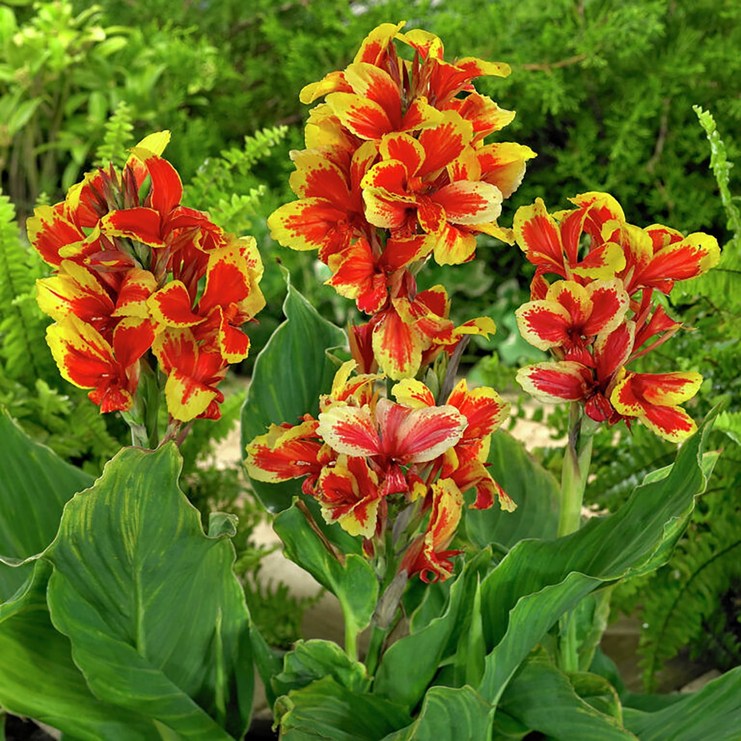 Garden State Bulb Canna Queen Charlotte 3CT - Walmart.com