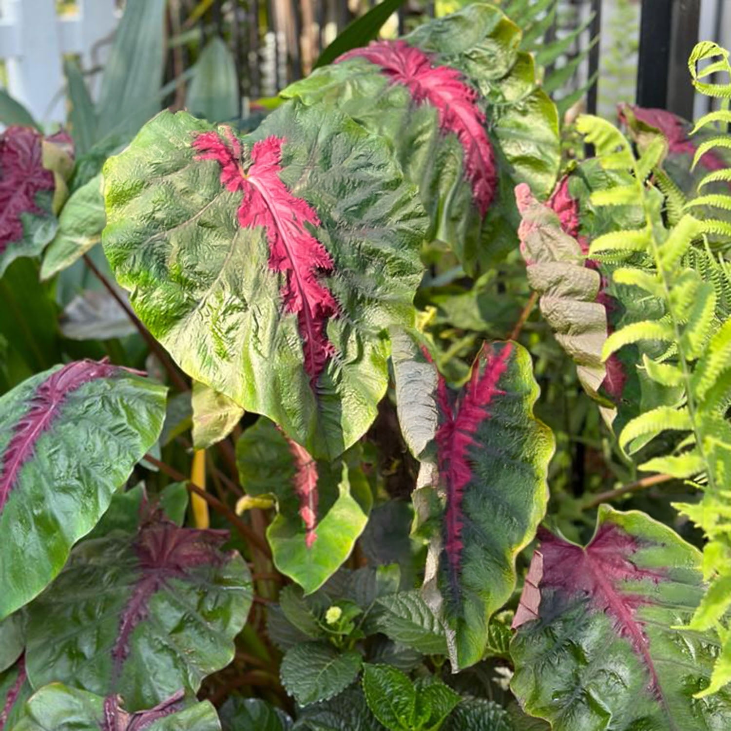 Garden State Bulb Colocasia Madeira Star Elephant Ear Bulbs, Spring ...