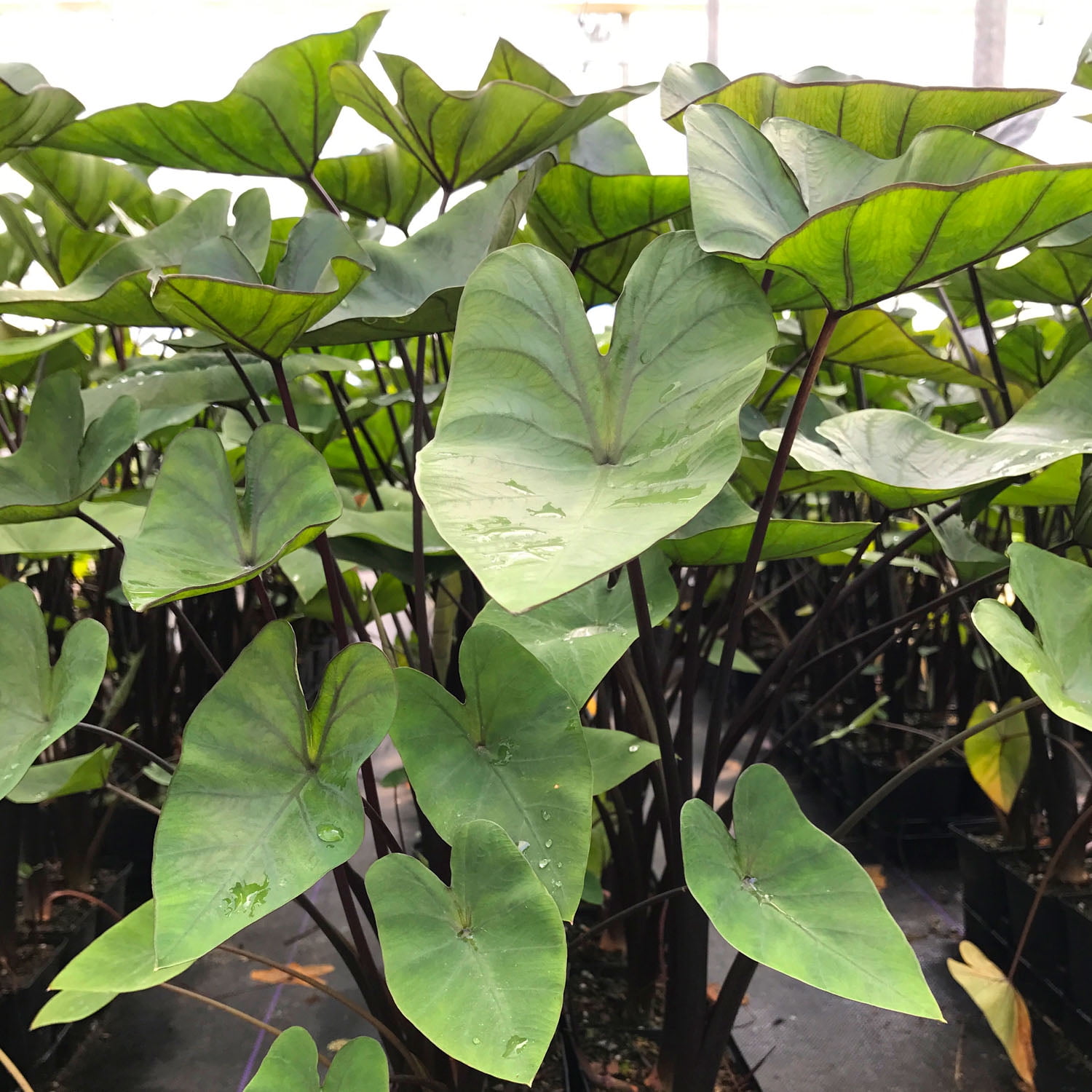 Garden State Bulb Colocasia Teacup Elephant Ear Bulbs, Spring Planting ...