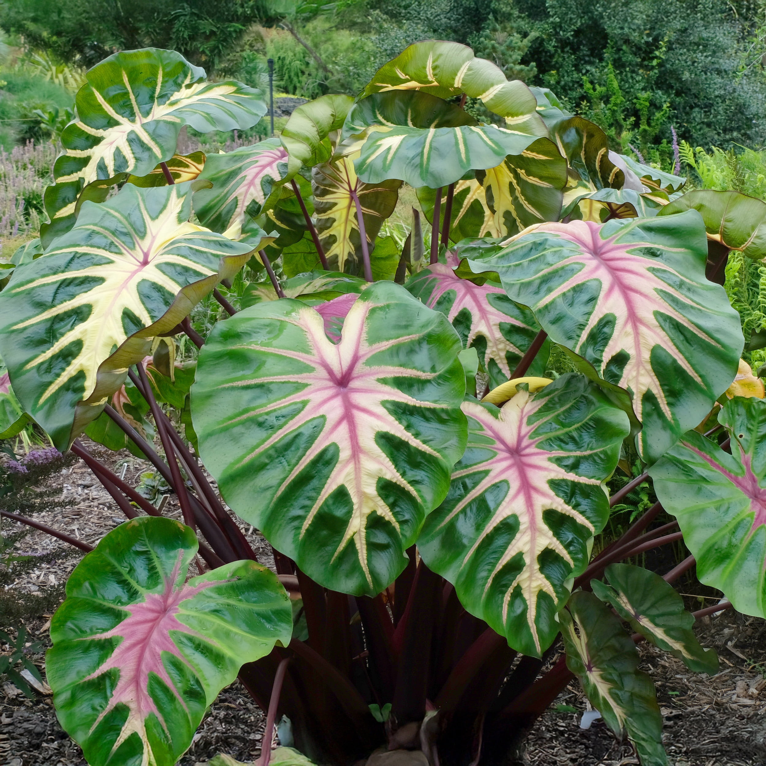 Garden State Bulb Colocasia Waikiki Elephant Ear Bulbs, Spring Planting ...