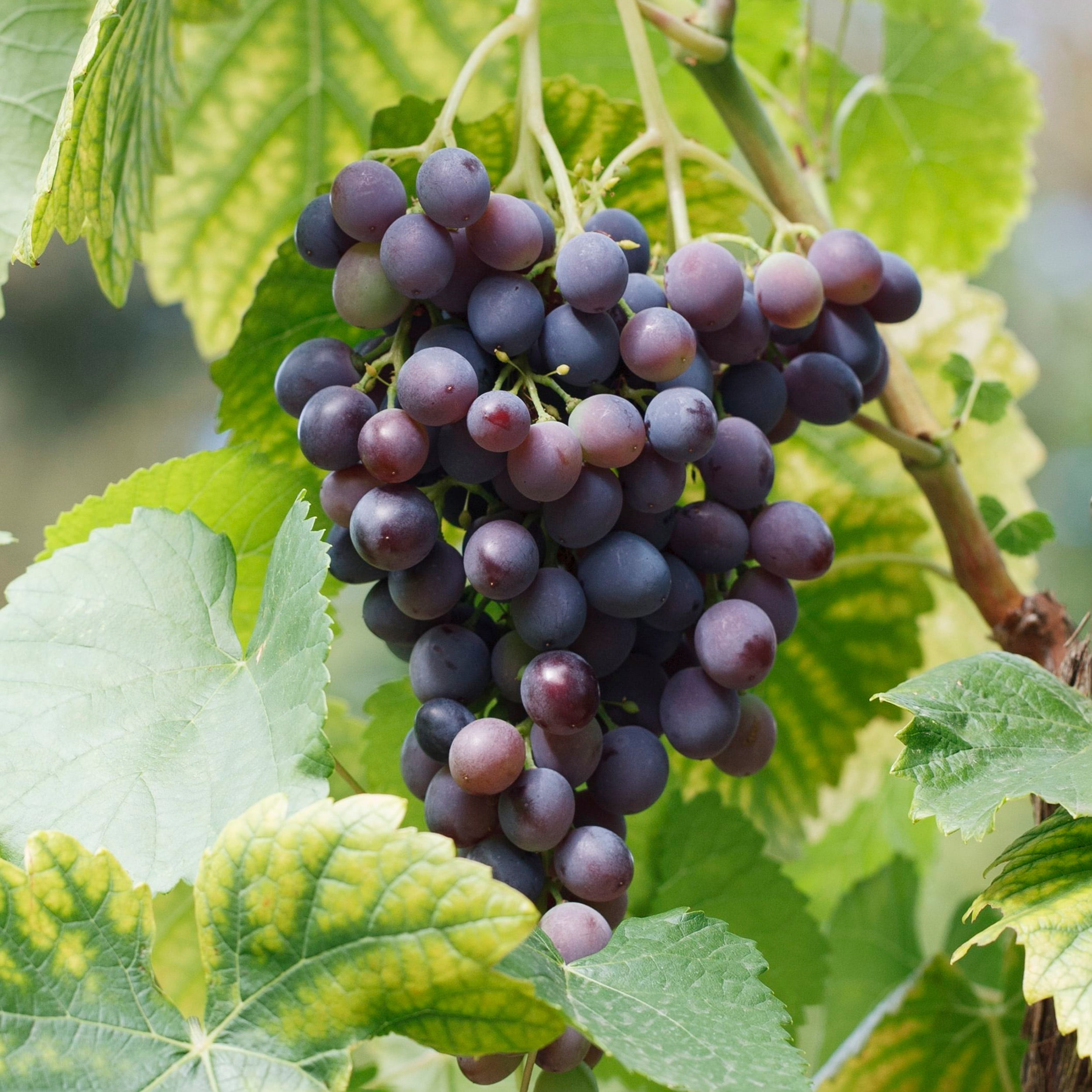 Garden State Bulb Concord Seedless Grape Bare Root for Planting, Non ...