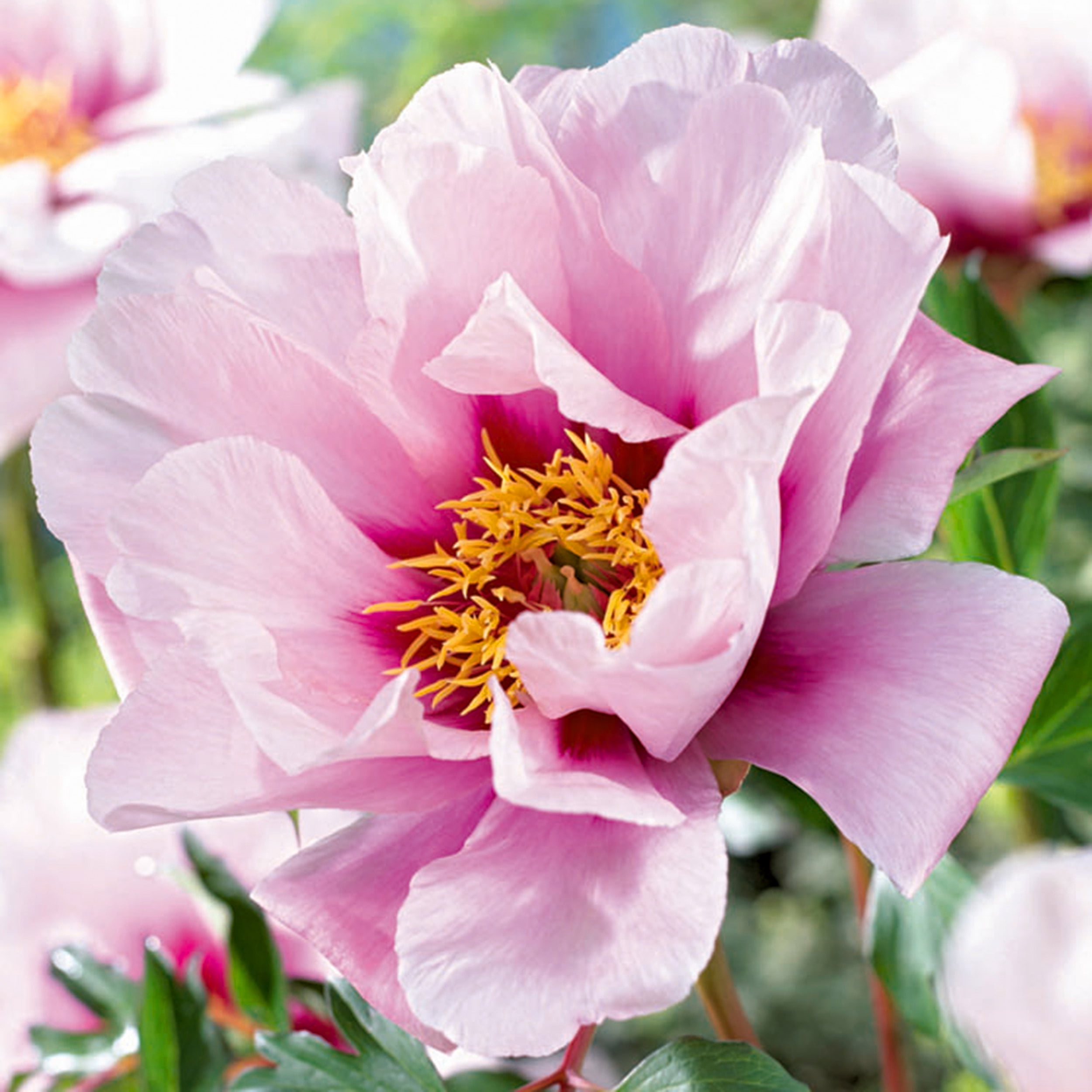 Garden State Bulb Cora Louise Itoh Peony Flower Bulb, Bare Root (Bag of ...