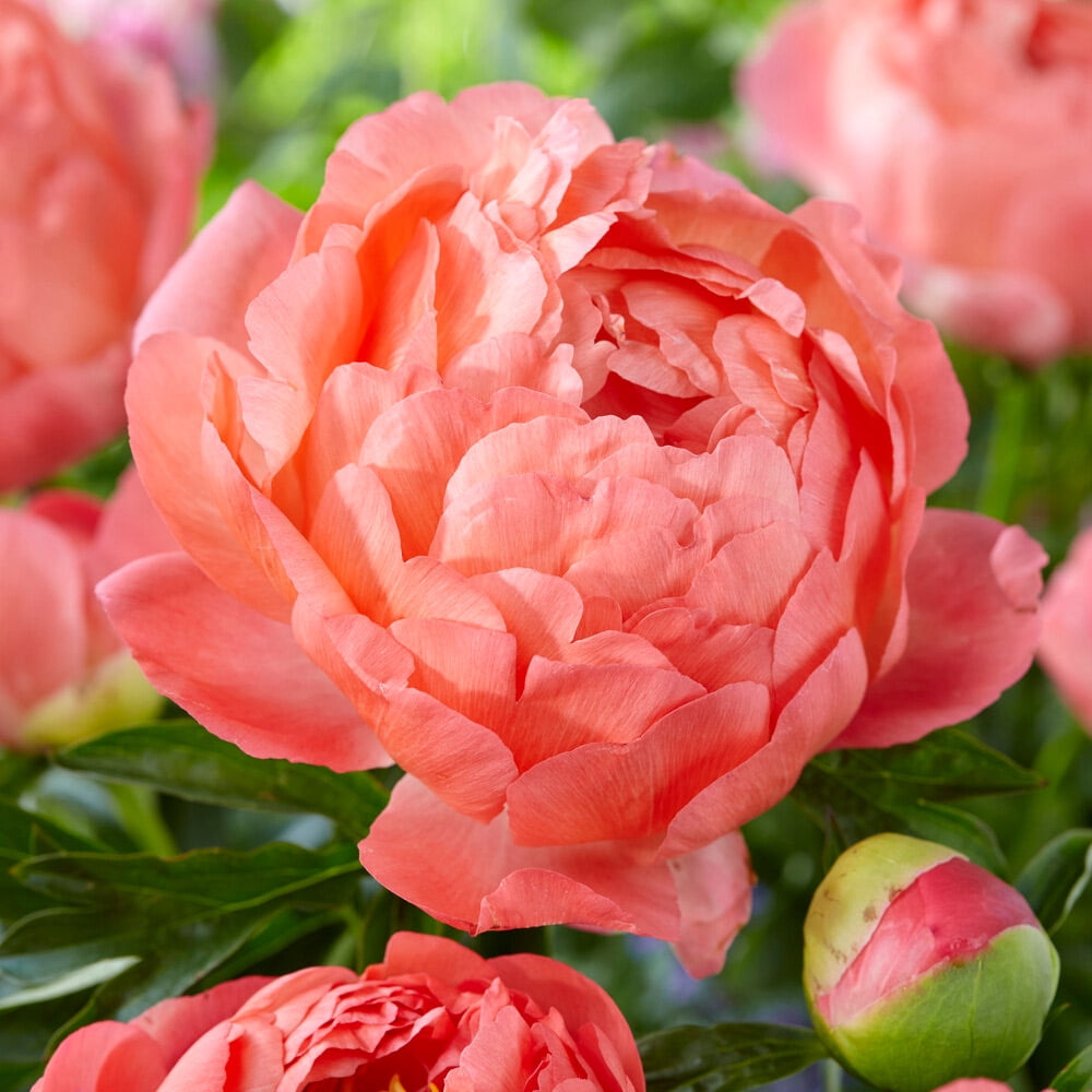 Garden State Bulb Coral Sunset Peony Flower Bulbs, Bare Roots, Spring ...