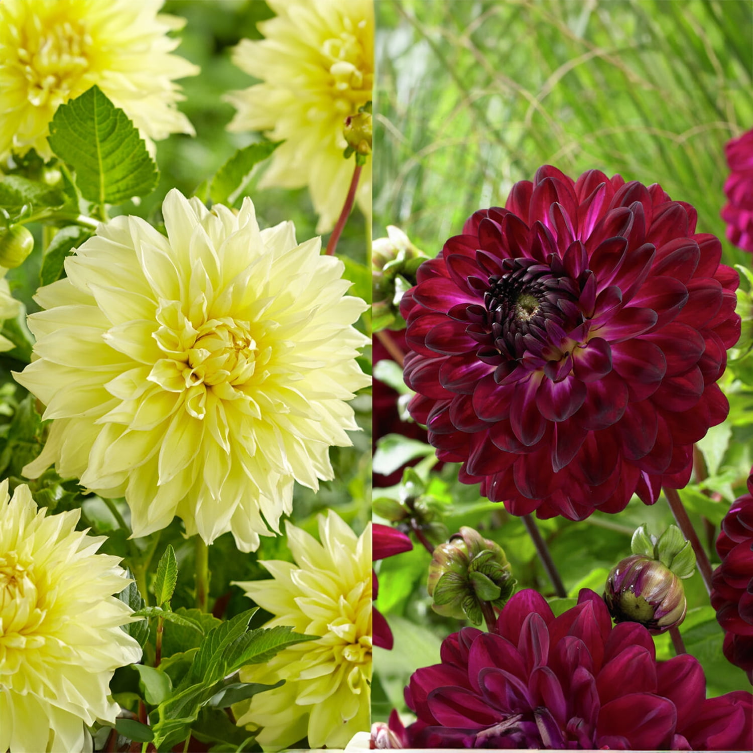 Garden State Bulb Dahlia Blue Bird & Kelvin Floodlight 4CT - Walmart.com