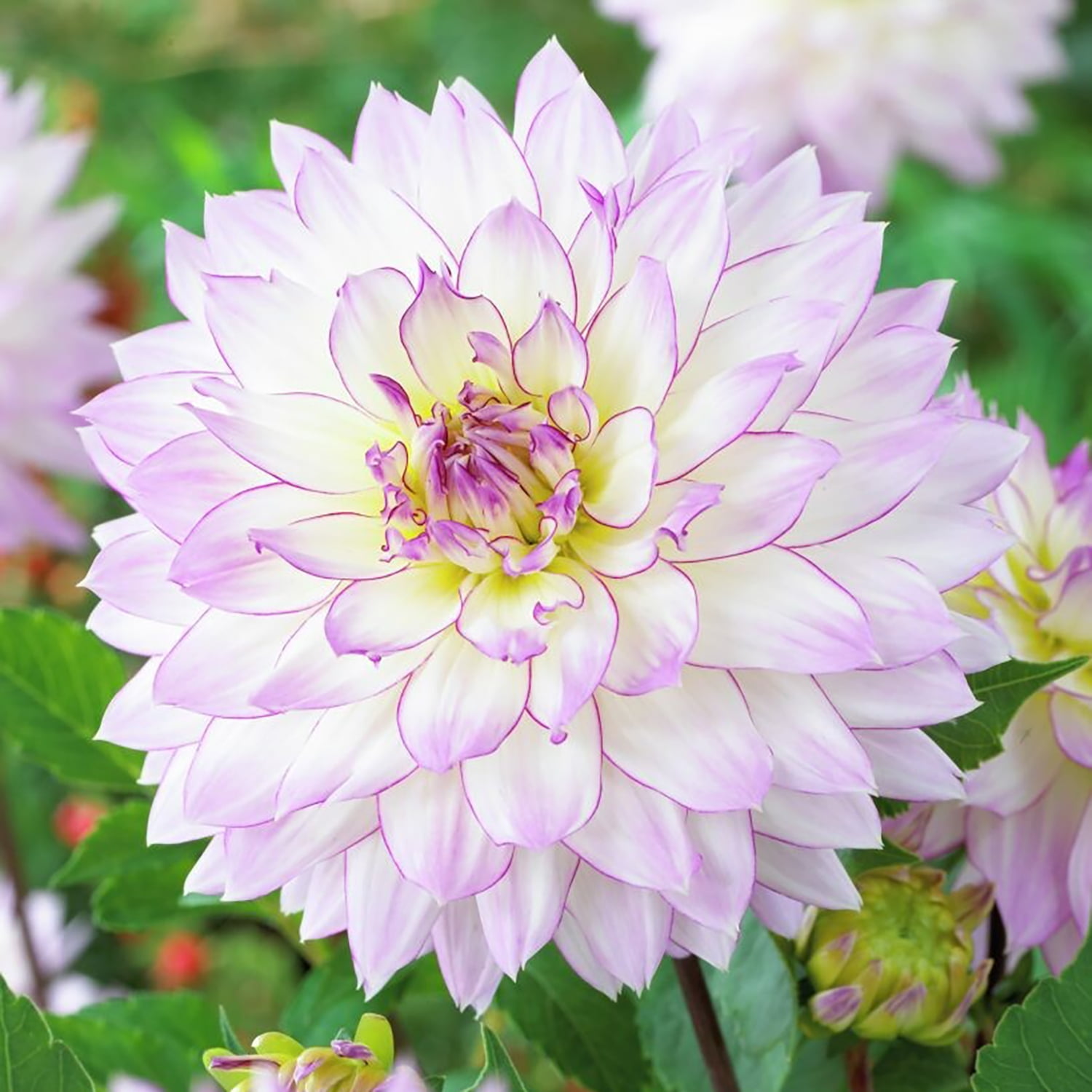 Garden State Bulb Dahlia Crazy Love 2CT - Walmart.com