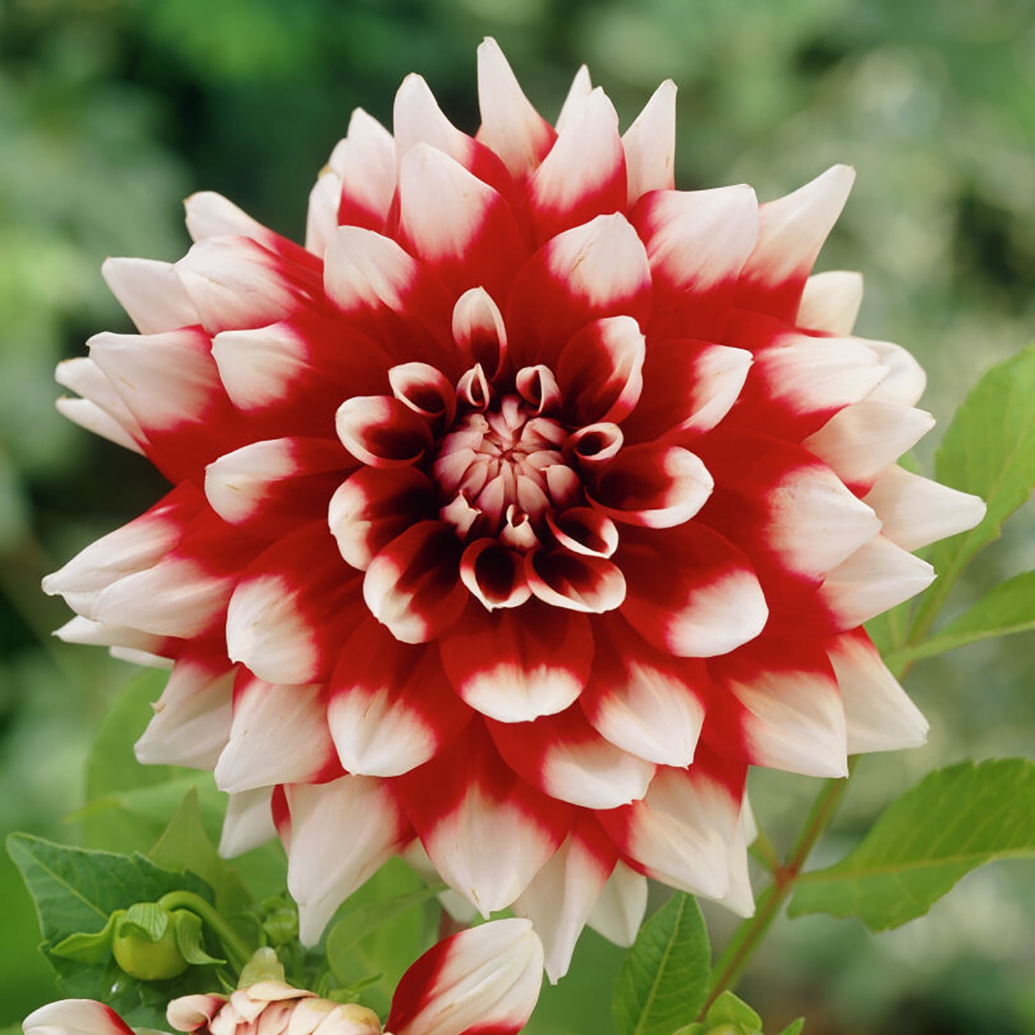 Garden State Bulb Dahlia Duet 2CT - Walmart.com