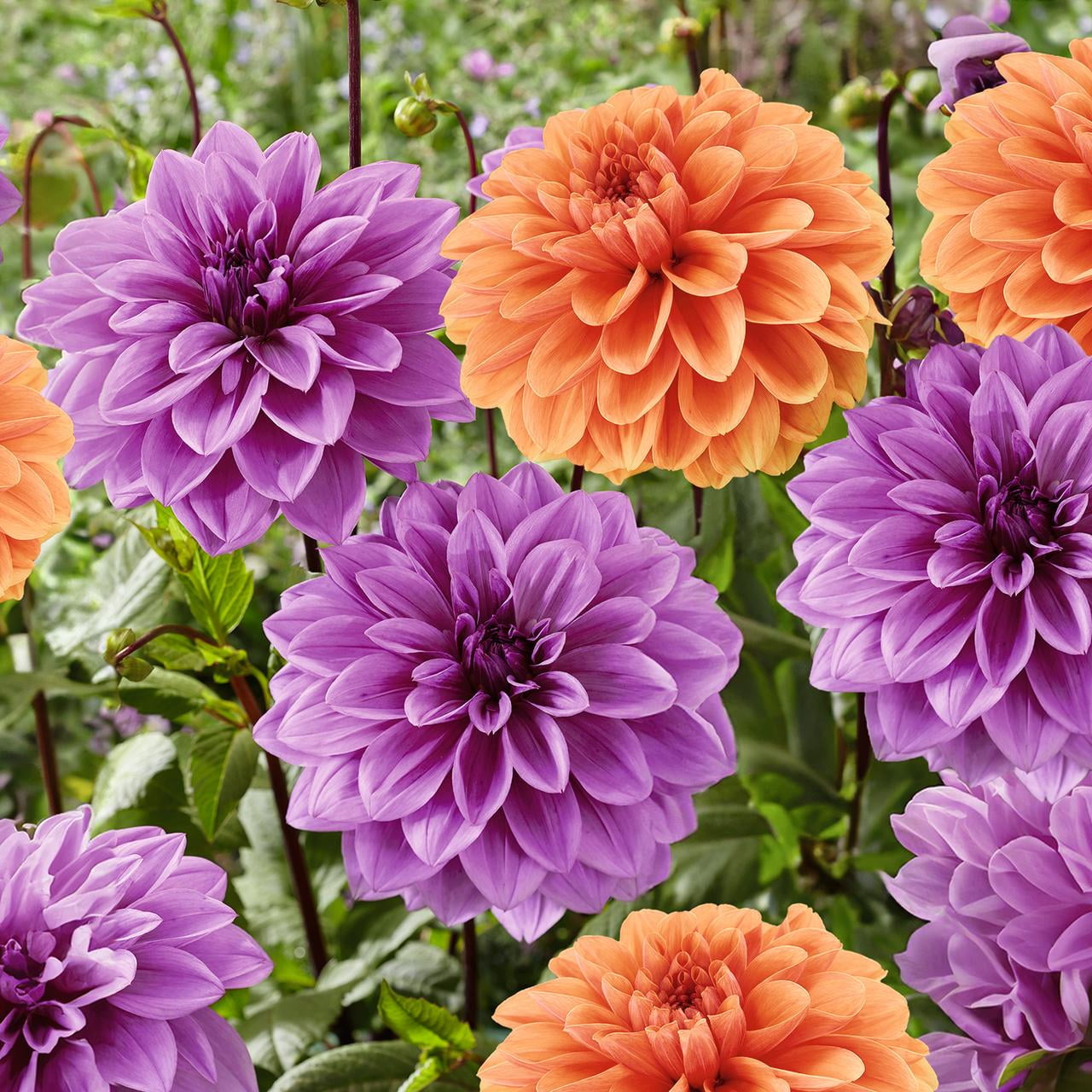 Garden State Bulb Dahlia Lilac Time & Prince Of Orange 4CT - Walmart.com