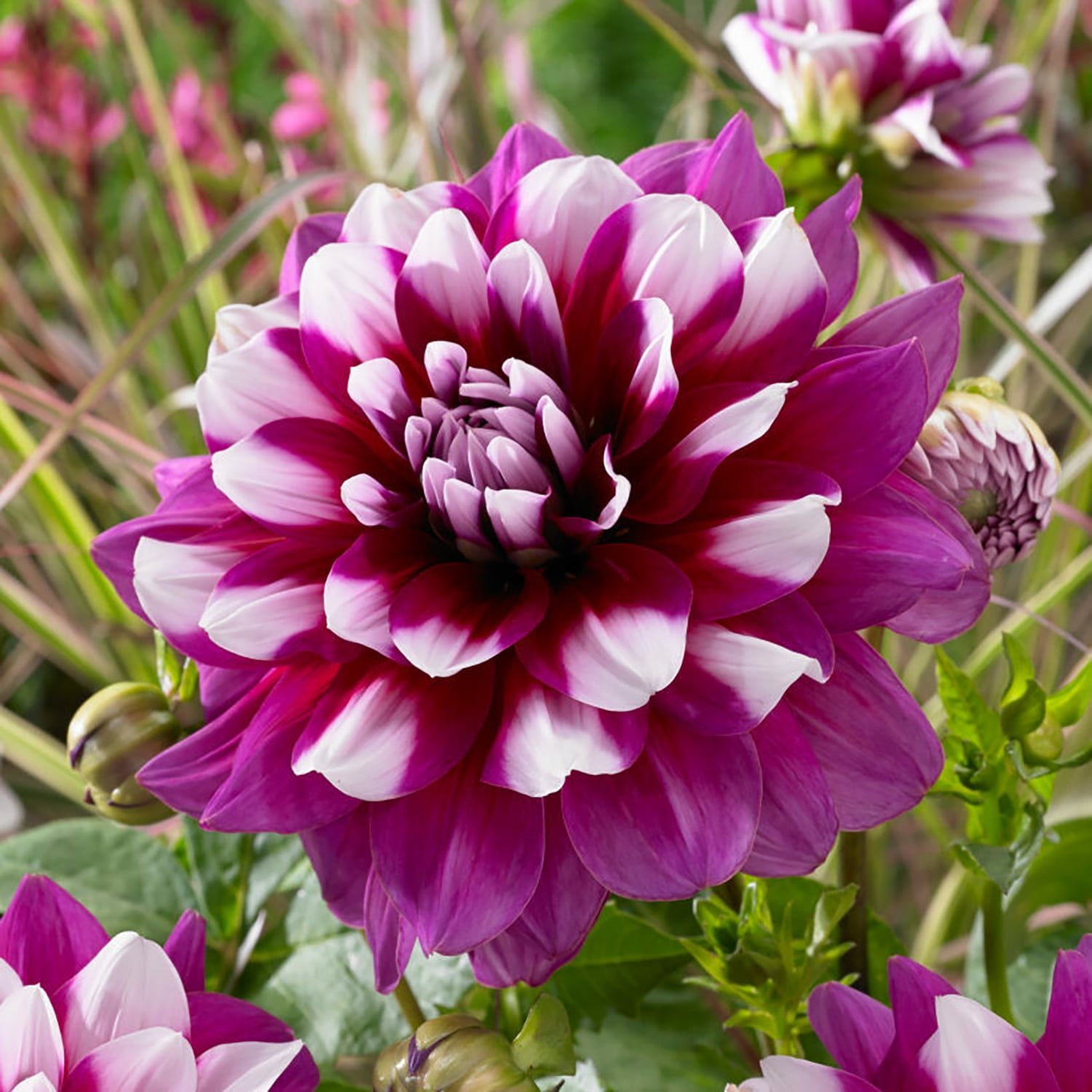 Garden State Bulb Dahlia Patches 2CT - Walmart.com