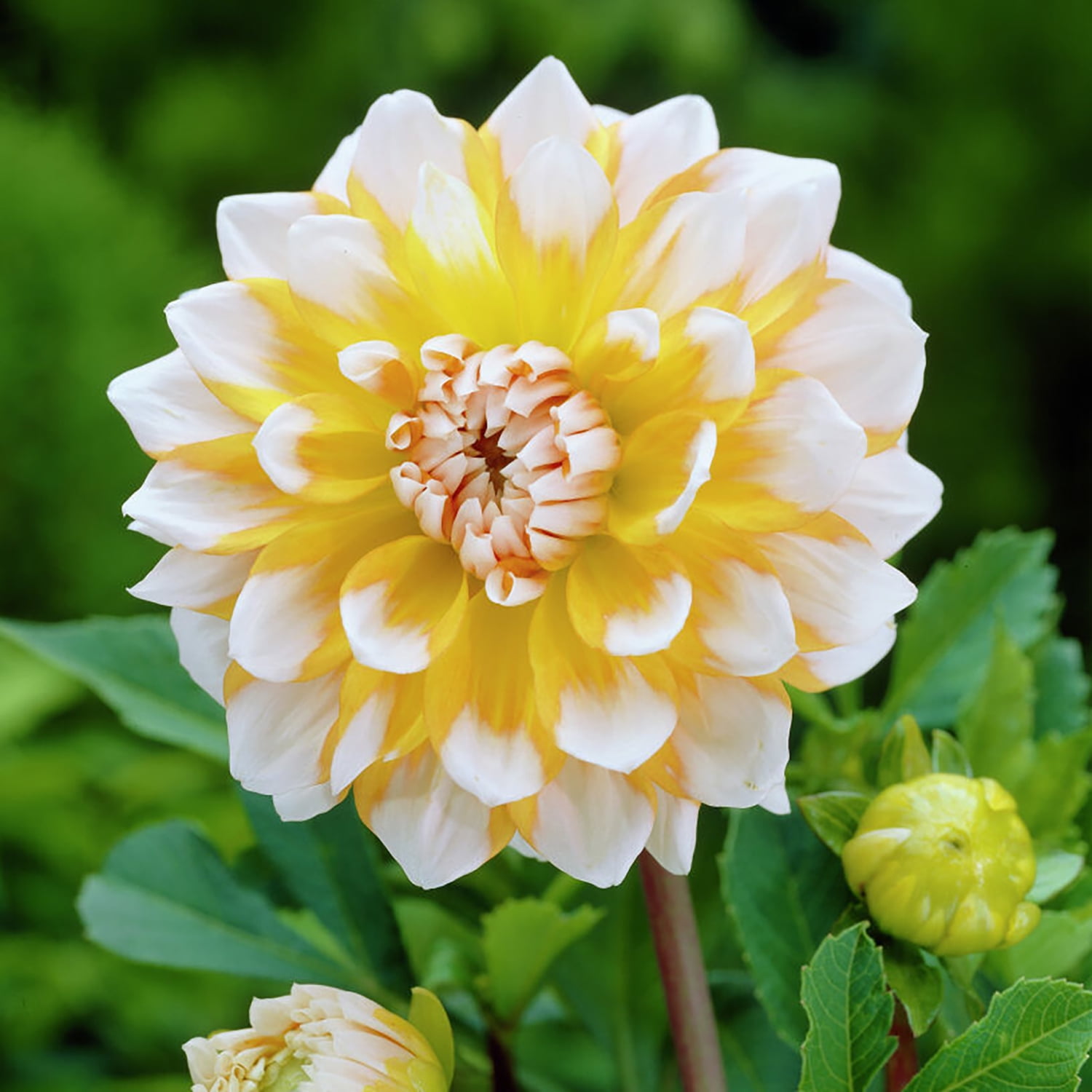 Garden State Bulb Dahlia Seattle 2CT - Walmart.com