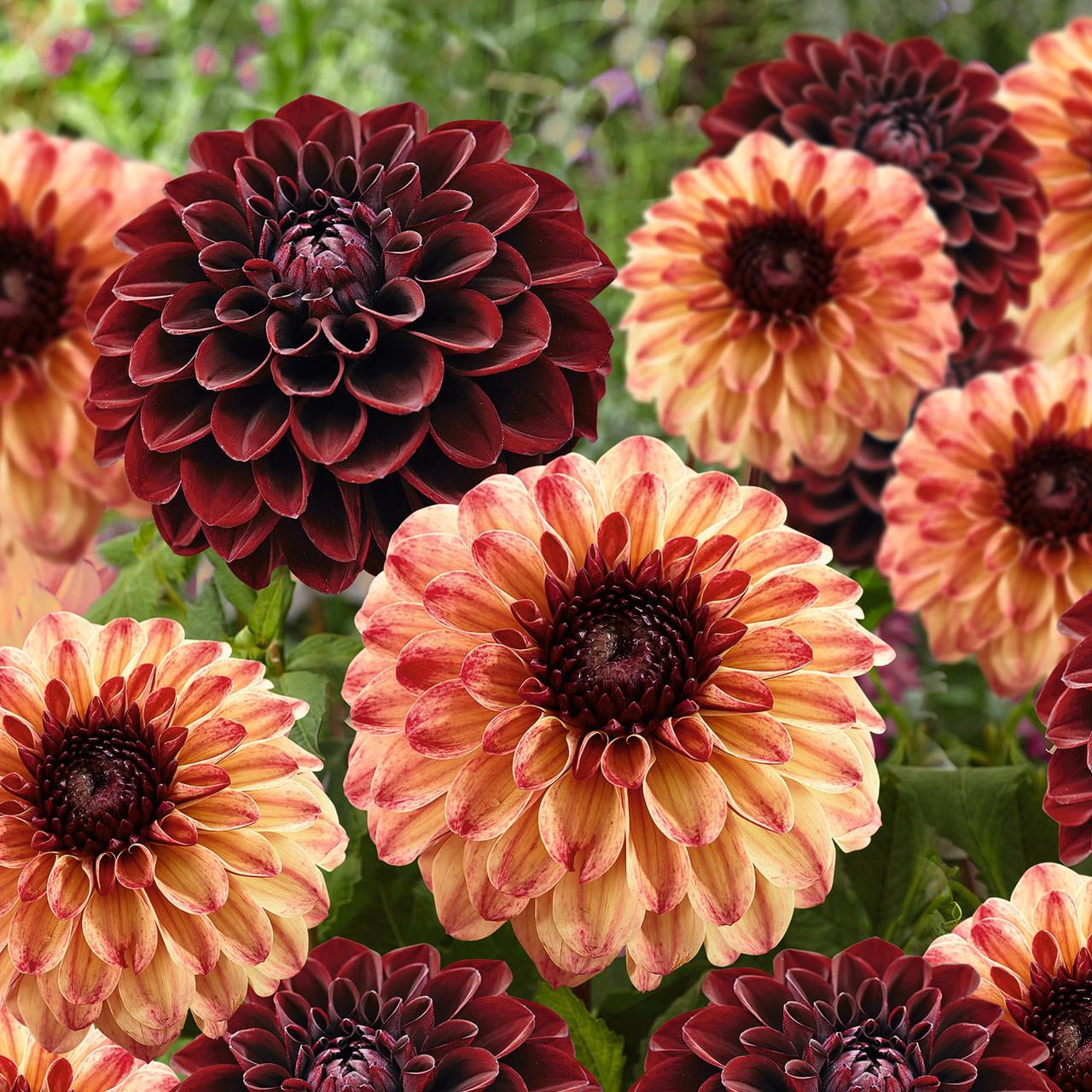 Garden State Bulb Dahlia Tirza & Gideon 4CT - Walmart.com