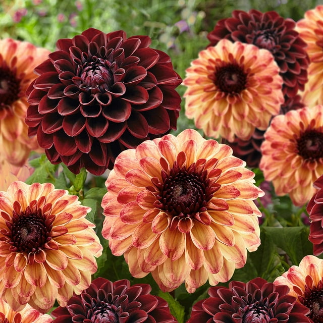 Garden State Bulb Dahlia Tirza & Gideon 4CT - Walmart.com