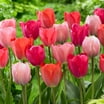 Garden State Bulb Triumph Jimmy Mix Tulip Flower Bulbs, 12/+ cm (Bag of ...