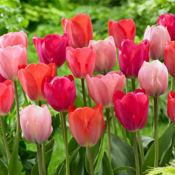 Garden State Bulb Triumph Jimmy Mix Tulip Flower Bulbs, 12/+ cm (Bag of ...