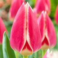 Tulip Single Early 'Purple Prince' (Triumph Tulip) Size 12/+ cm, Bulbs ...