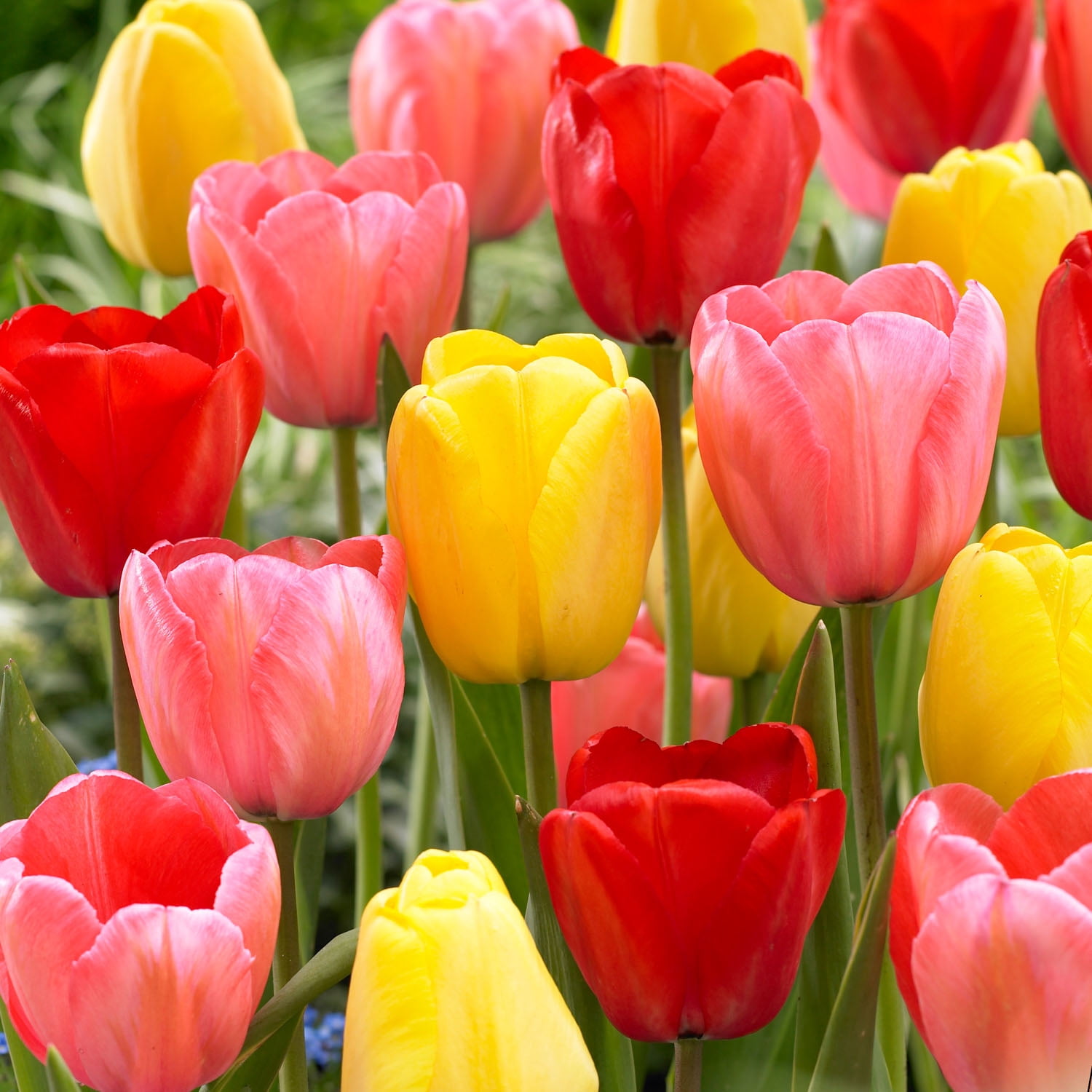 Garden State Bulb Darwin Hybrid Mixed Tulip Flower Bulbs, 12/+ cm (Bag ...
