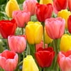 Garden State Bulb Triumph Jimmy Mix Tulip Flower Bulbs, 12/+ cm (Bag of ...