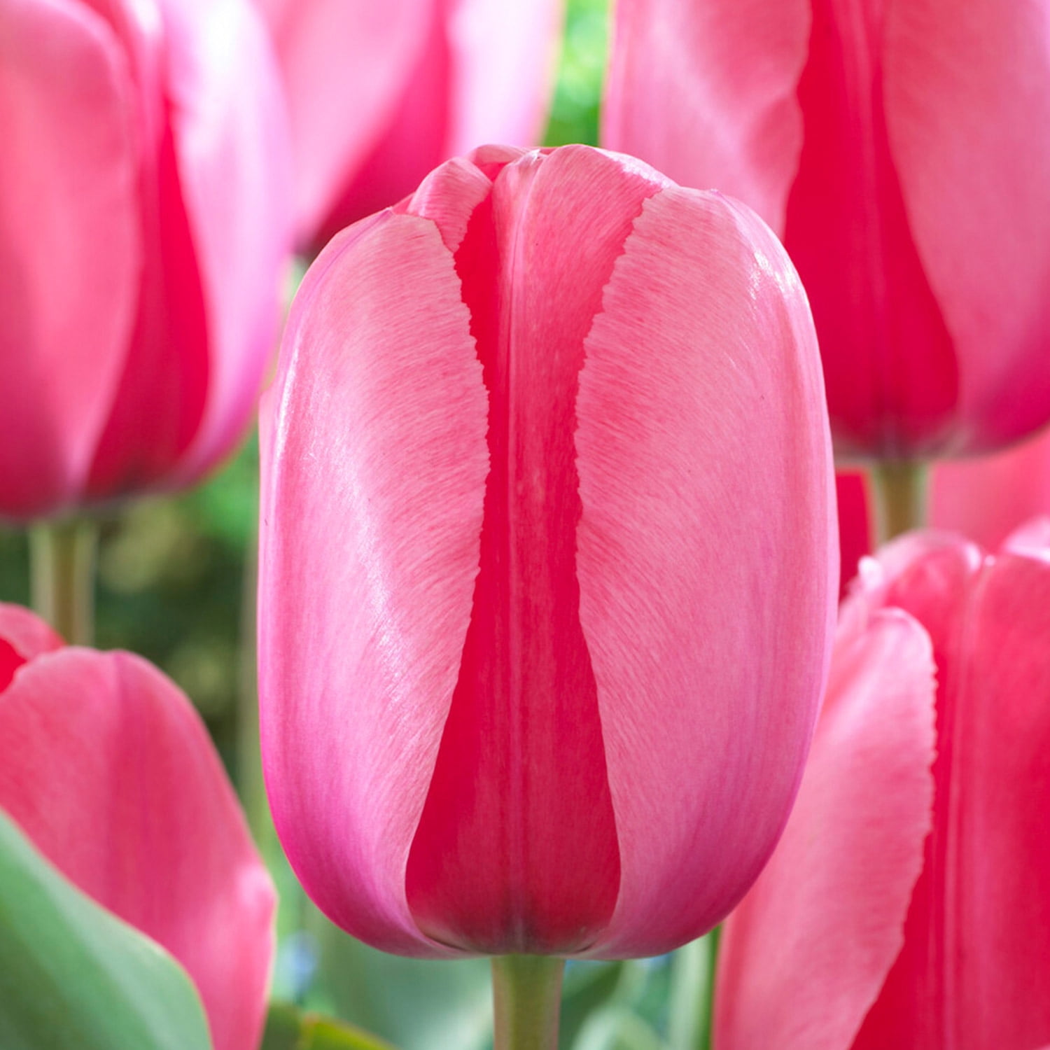 Garden State Bulb Darwin Hybrid Pink Impression Tulip Flower Bulbs, 12 ...