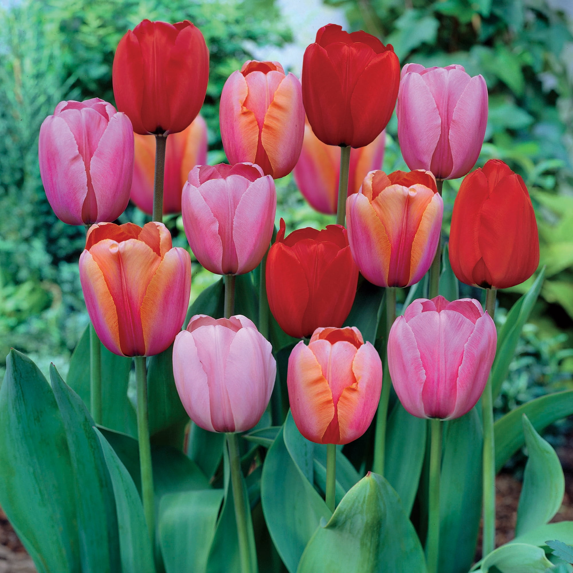 Garden State Bulb Darwin Hybrid Plant to Impress Mix Tulip Flower Bulbs ...
