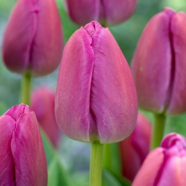 Tulip Single Early 'Purple Prince' (Triumph Tulip) Size 12/+ cm, Bulbs ...