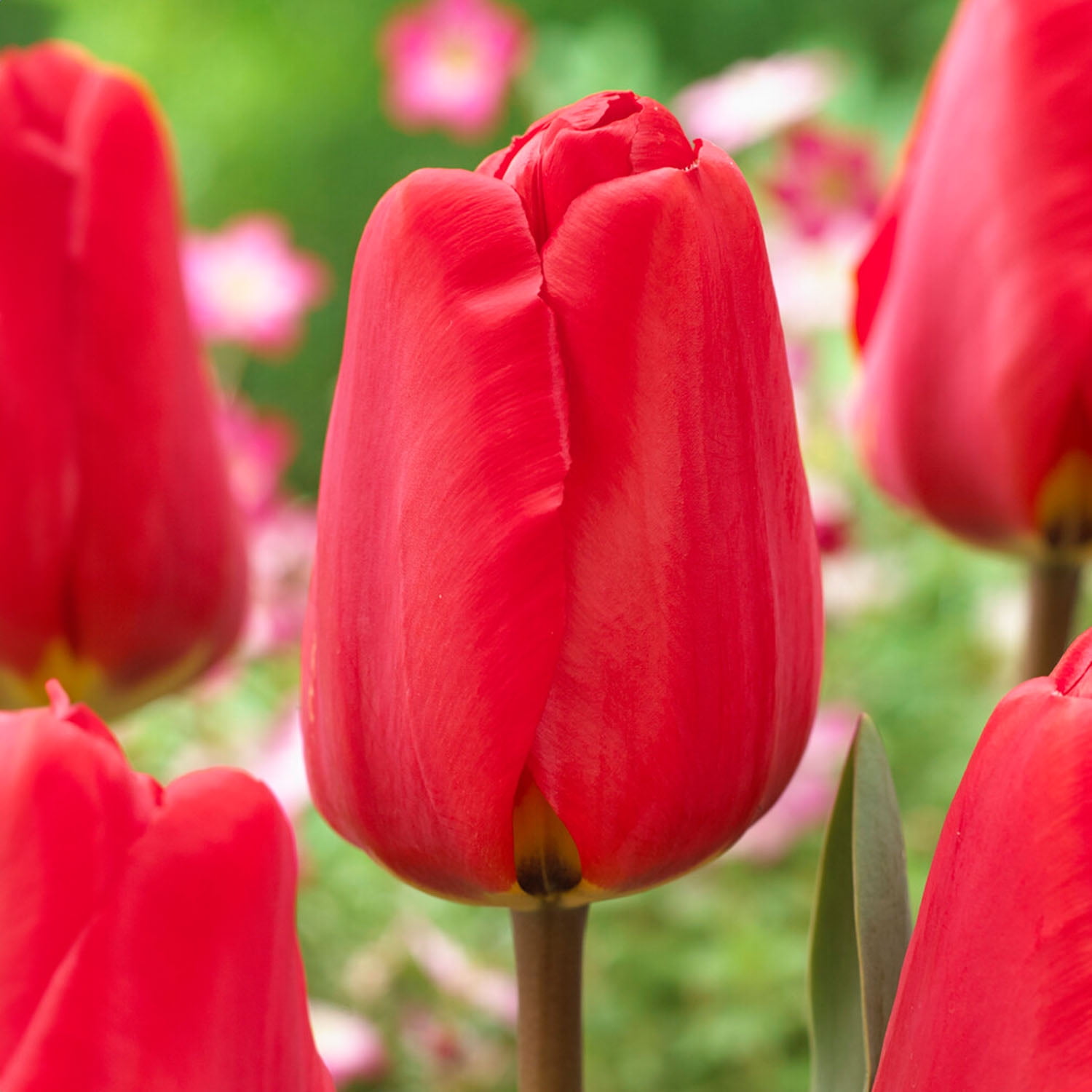 Garden State Bulb Darwin Hybrid Red Apeldoorn Tulip Flower Bulbs, 12 ...