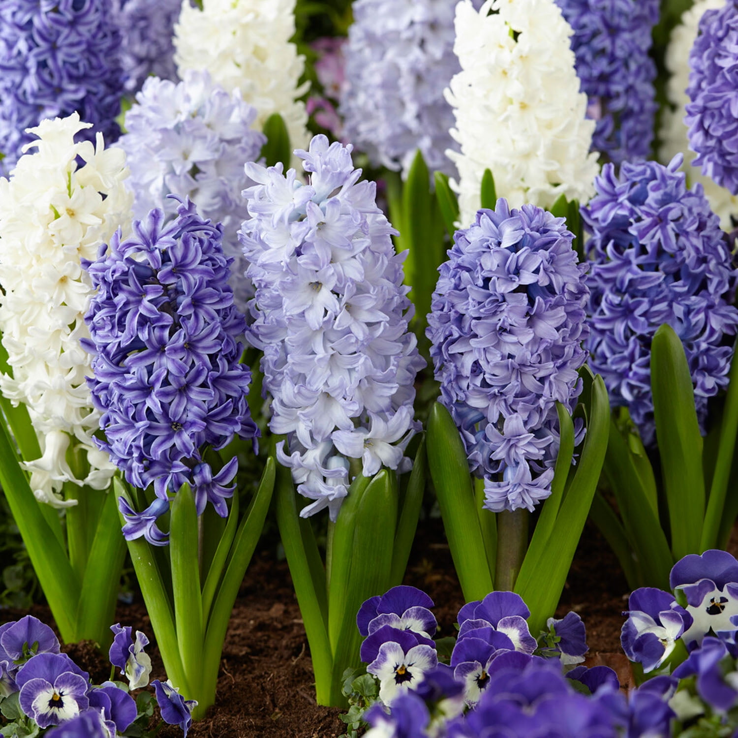 Garden State Bulb Delft Blue Mixed Hyacinth Flower Bulbs, 15/16cm ...
