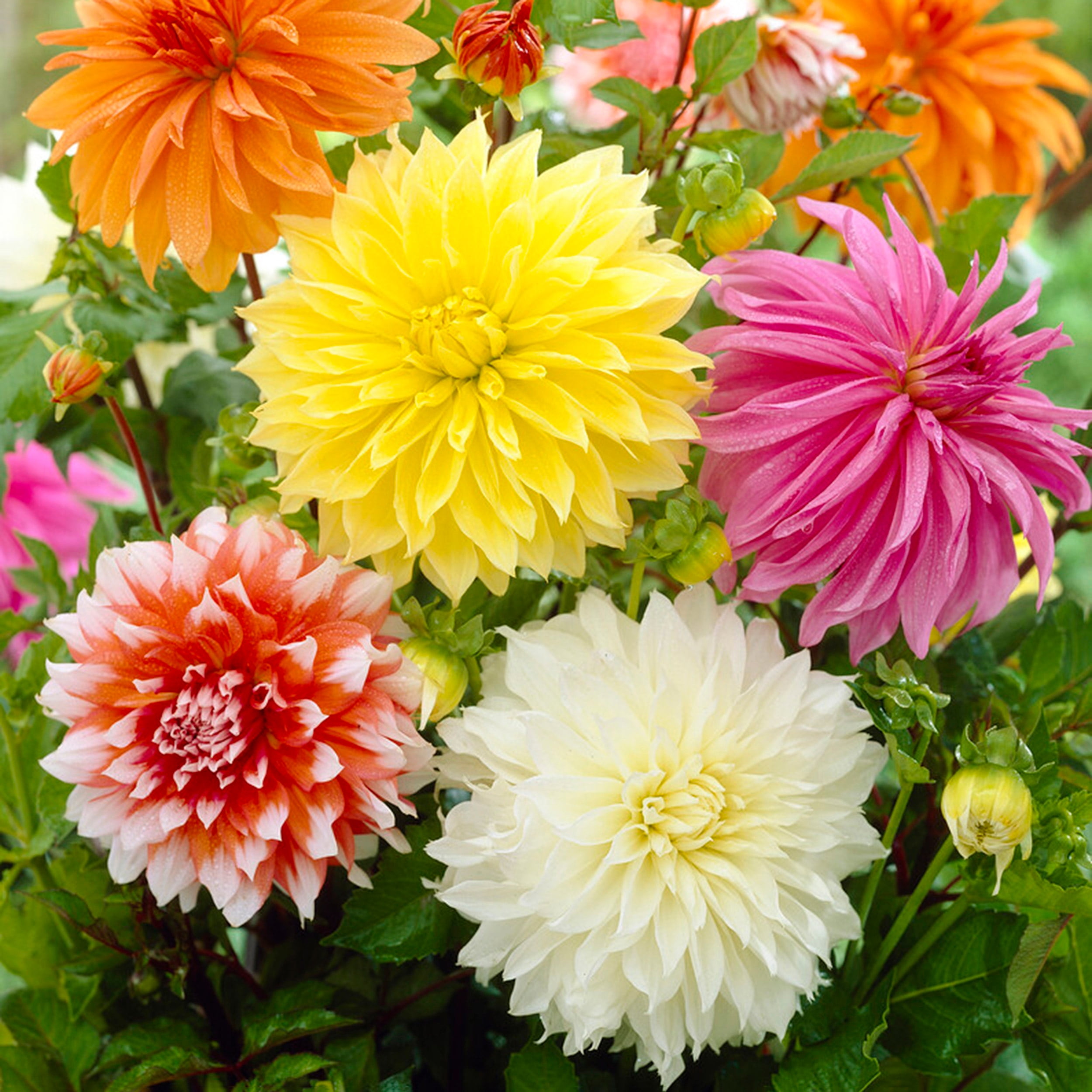 Garden State Bulb Co., Dinnerplate Dahlia Tubers, Bag of 4, Multicolor ...